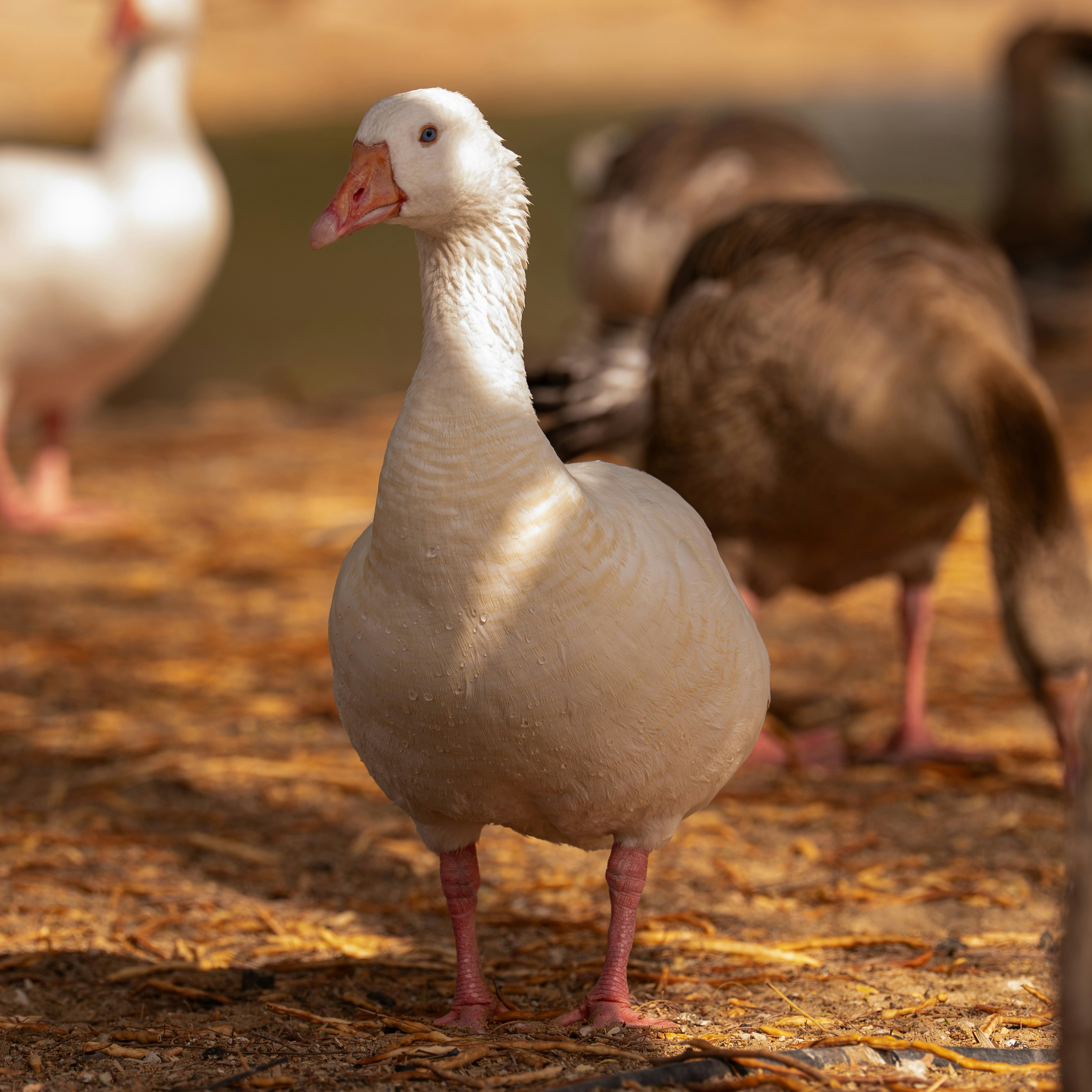 Close-up of a goose in a rural setting. Close-up portrait of a domestic goose with light feathers, a pink beak, and blue eyes, in a farm setting with other birds in the background.