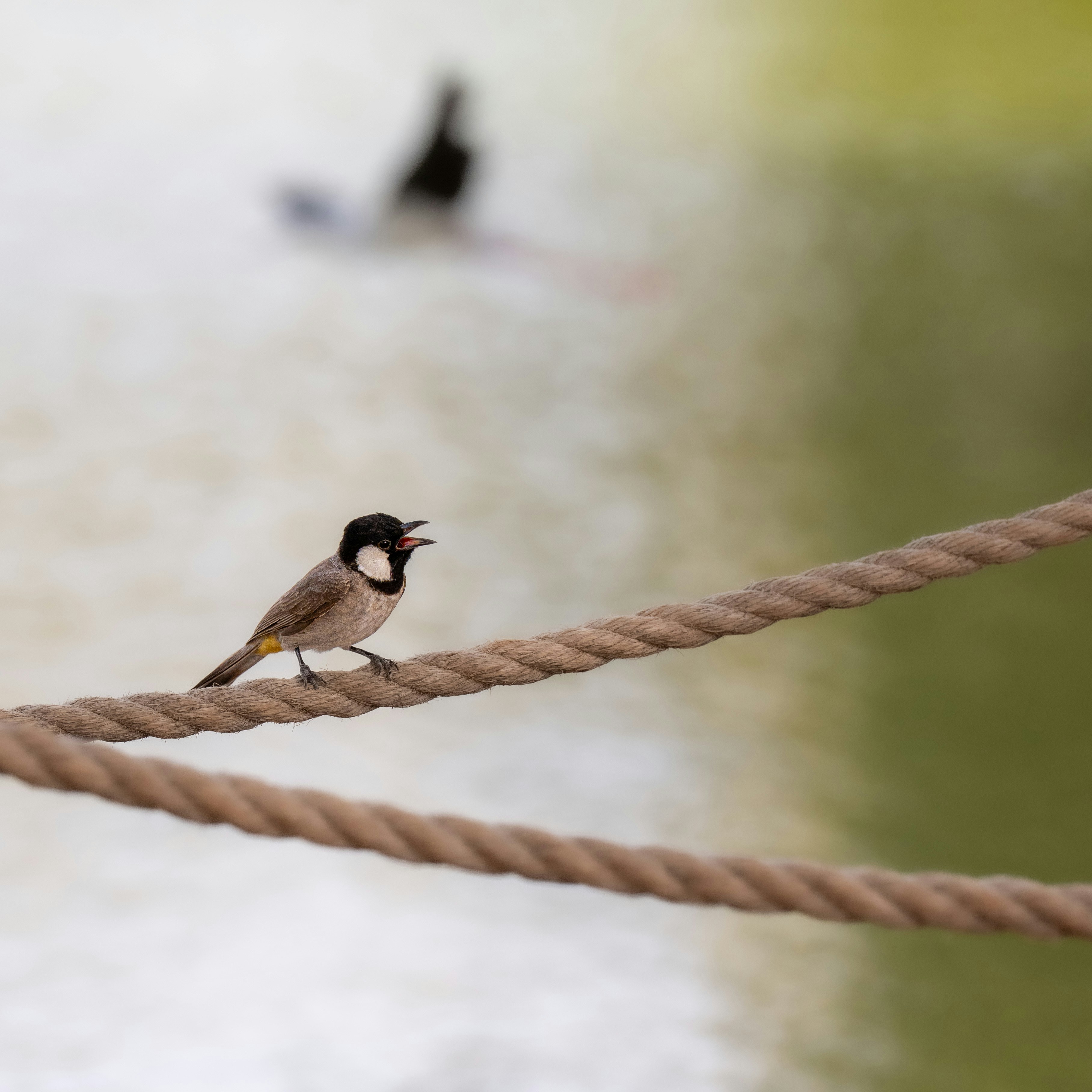 Tiny Songbird on a Rope: A Moment of perched prompts