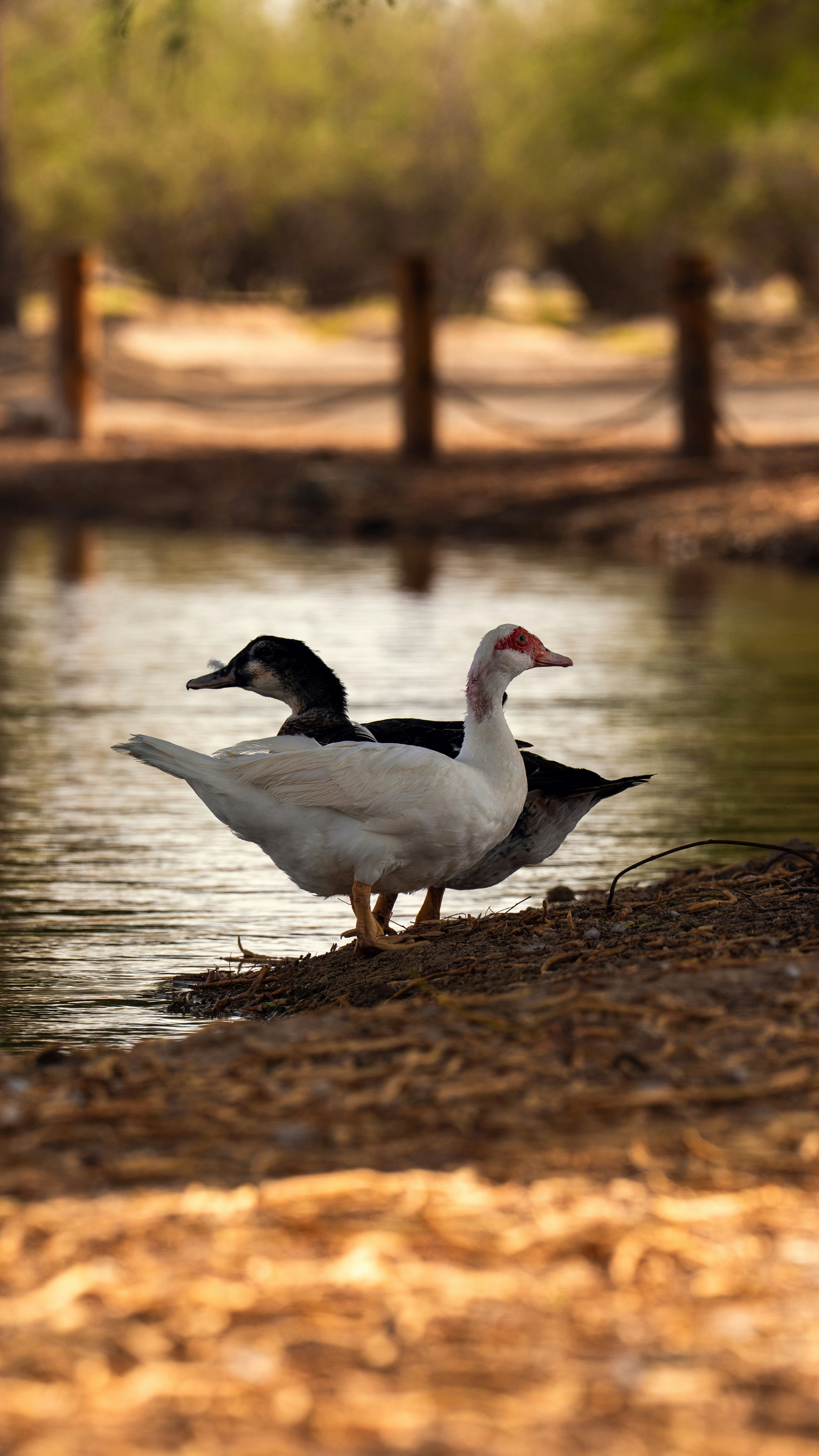 Two ducks stand along a sunlit lakeshore, with the water and blurred background creating depth and warmth. A calm, natural riverside scene highlighting wildlife behavior near the shore.
