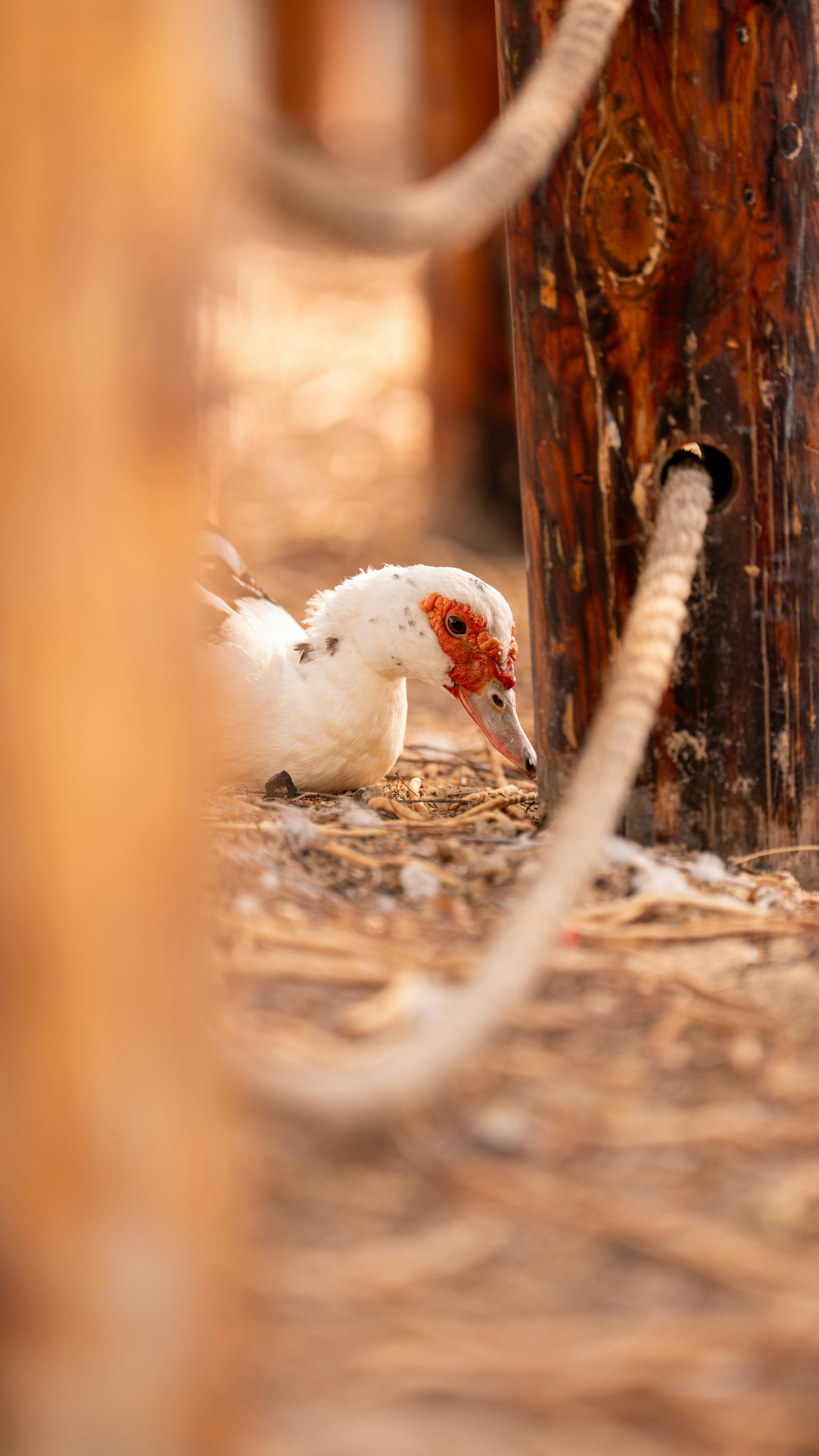 Caught Between Wood and Wire: A White Duckling in Hidden Light