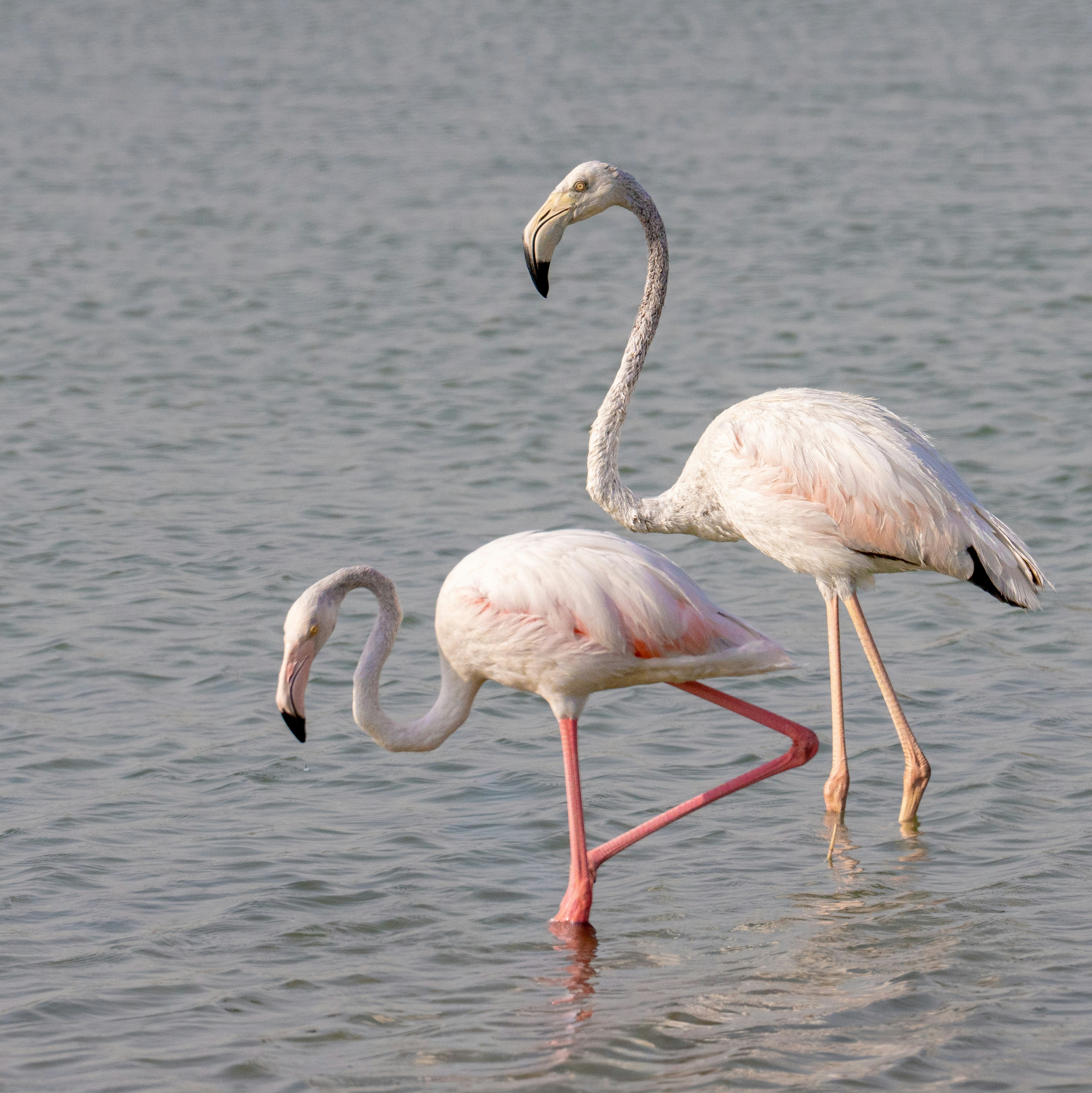 Graceful Flamingos Navigate Shallow Calm