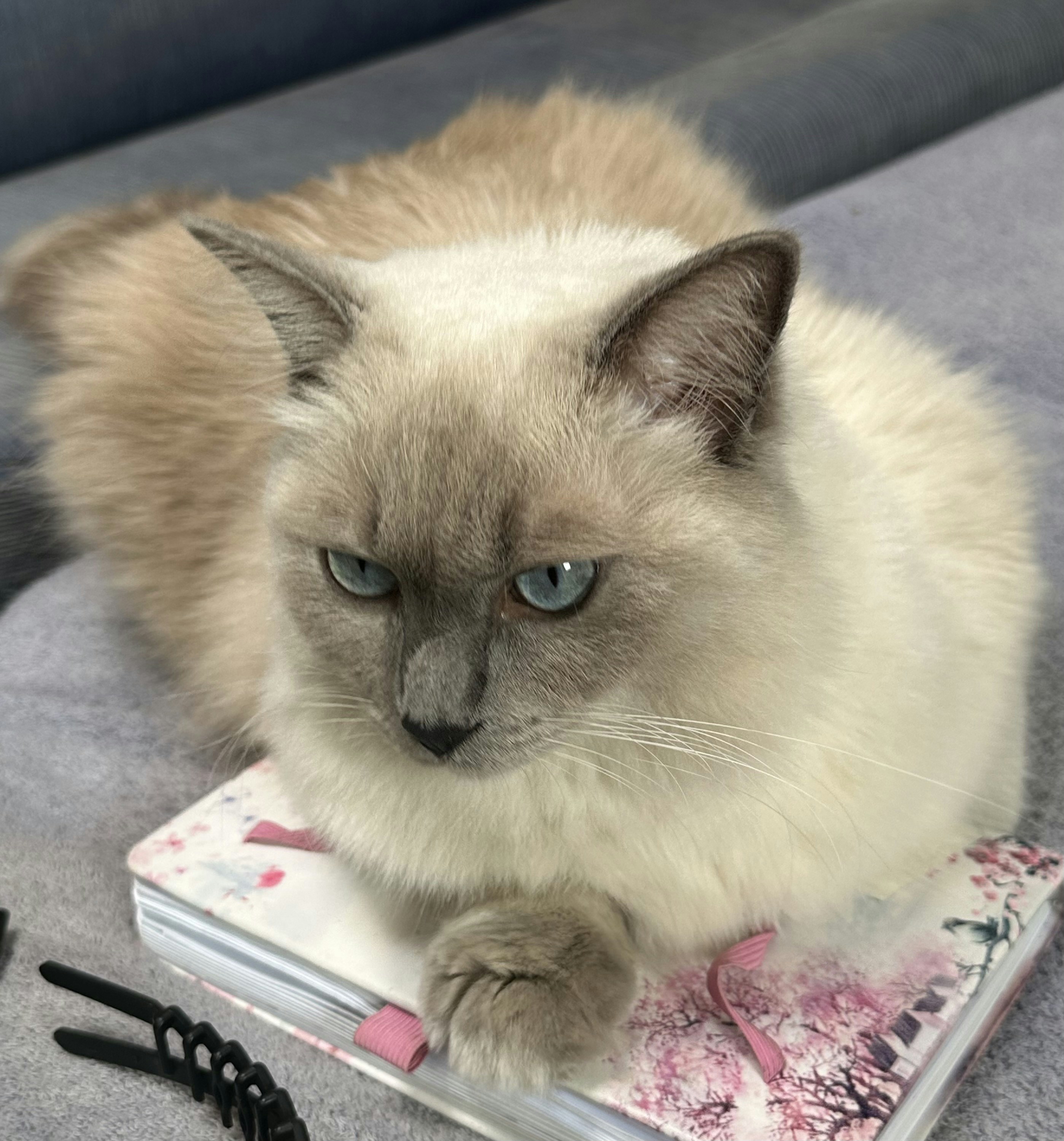 Soft-Eyed Cuddle on a Floral Notebook