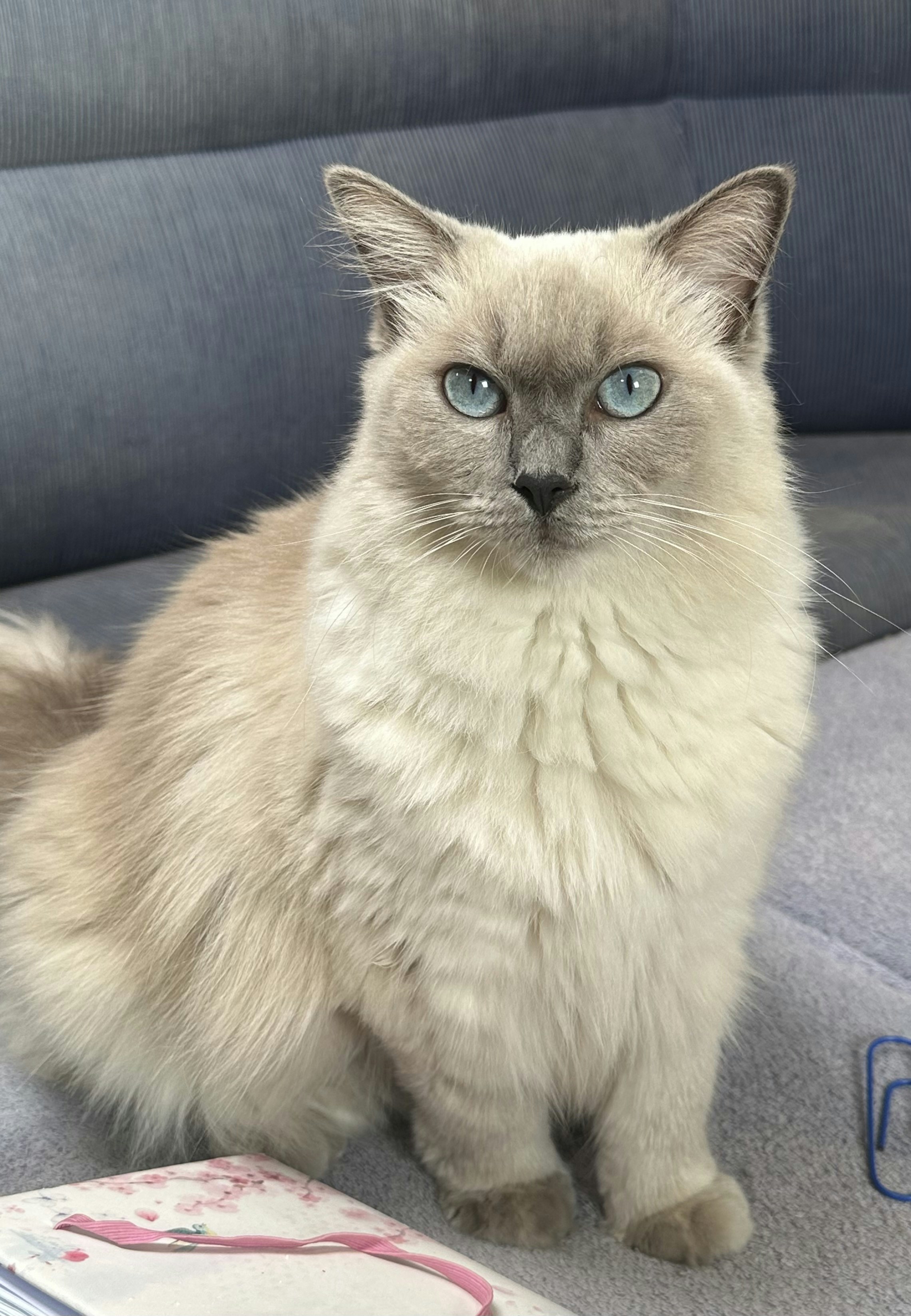 Blue-eyed Cream Cat on a Quiet Couch
