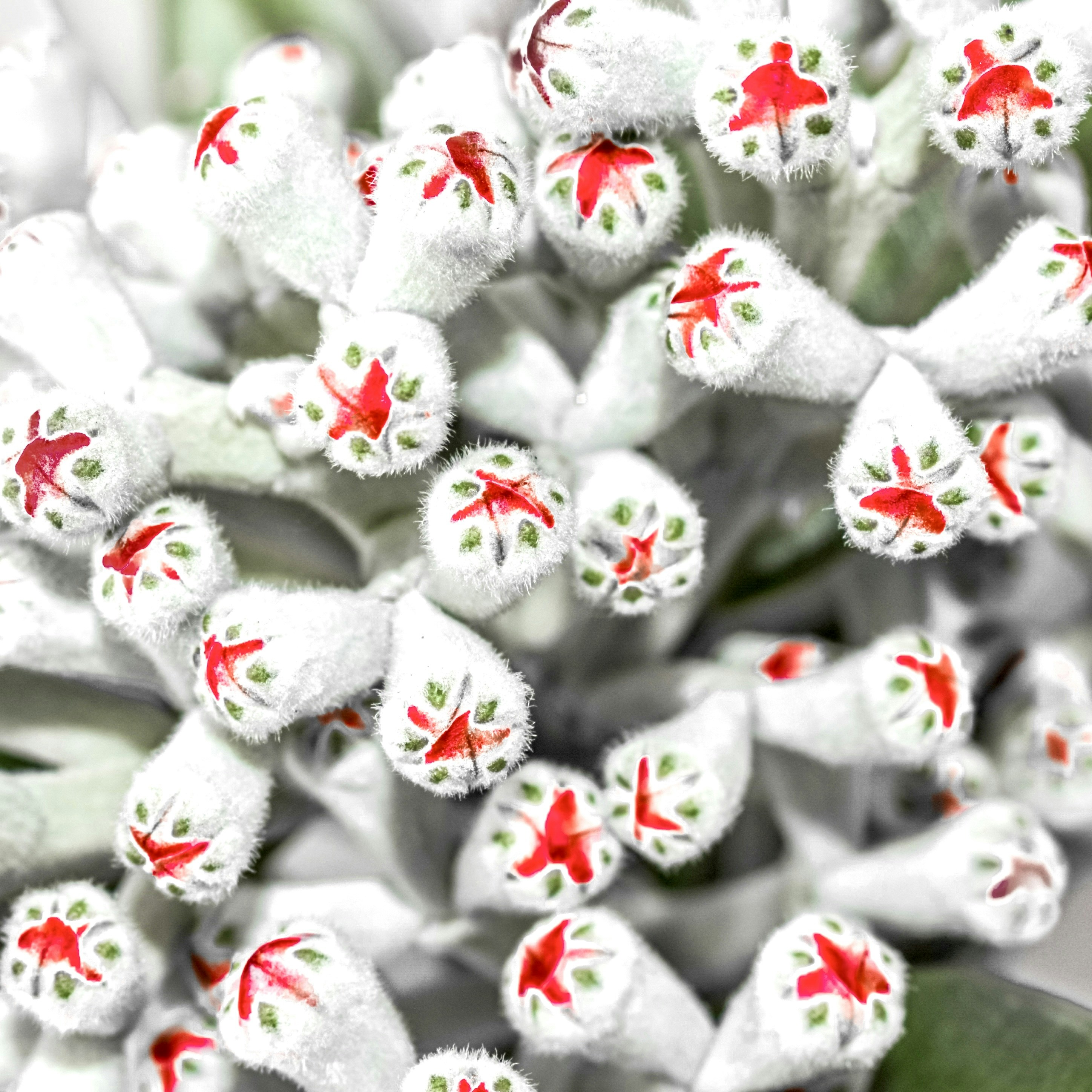 Frosted Poppy Clusters: Tiny Red Stars on a White Sea