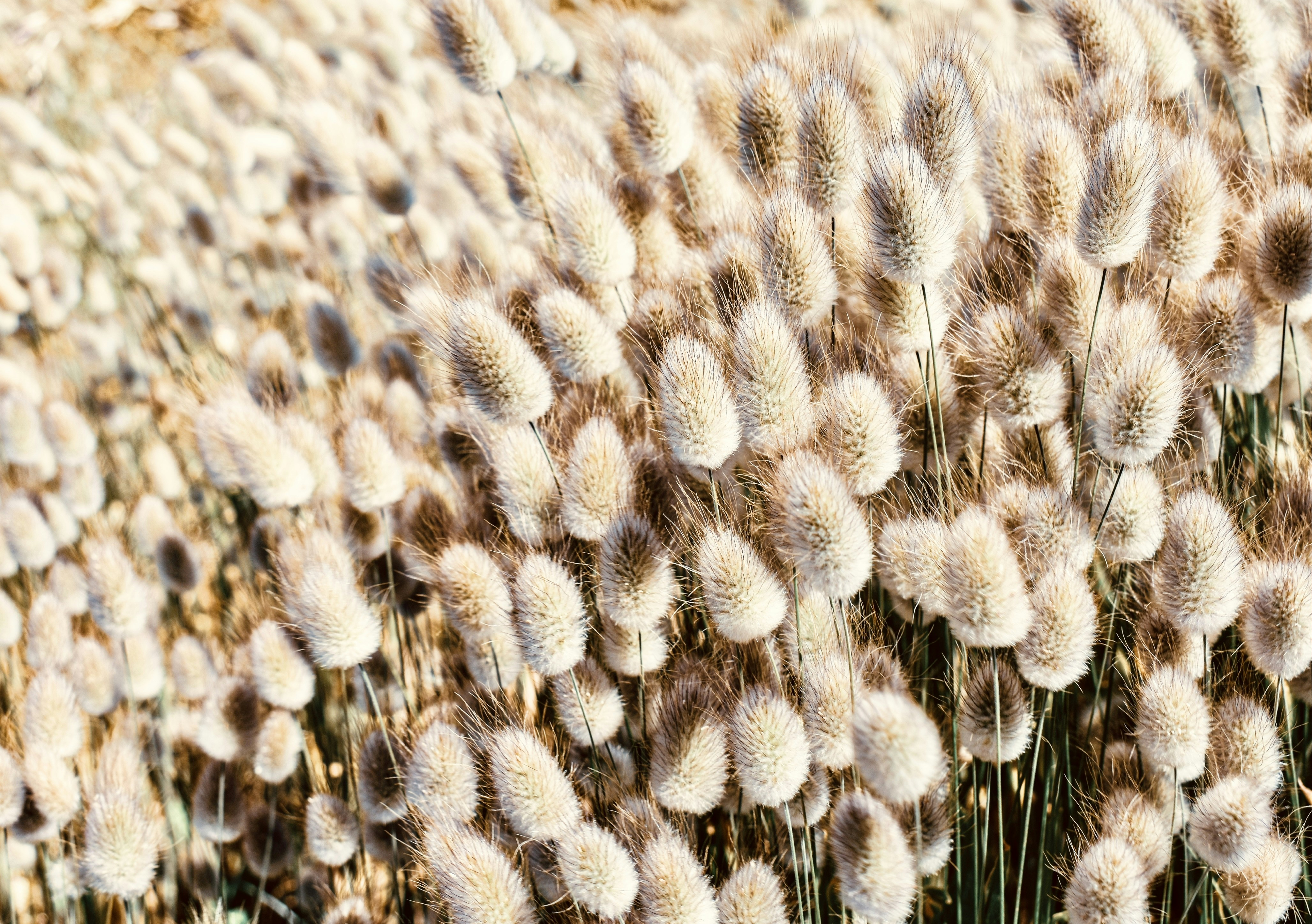 Field of Furled Heads: Soft Wildseed Texture in Late Sun