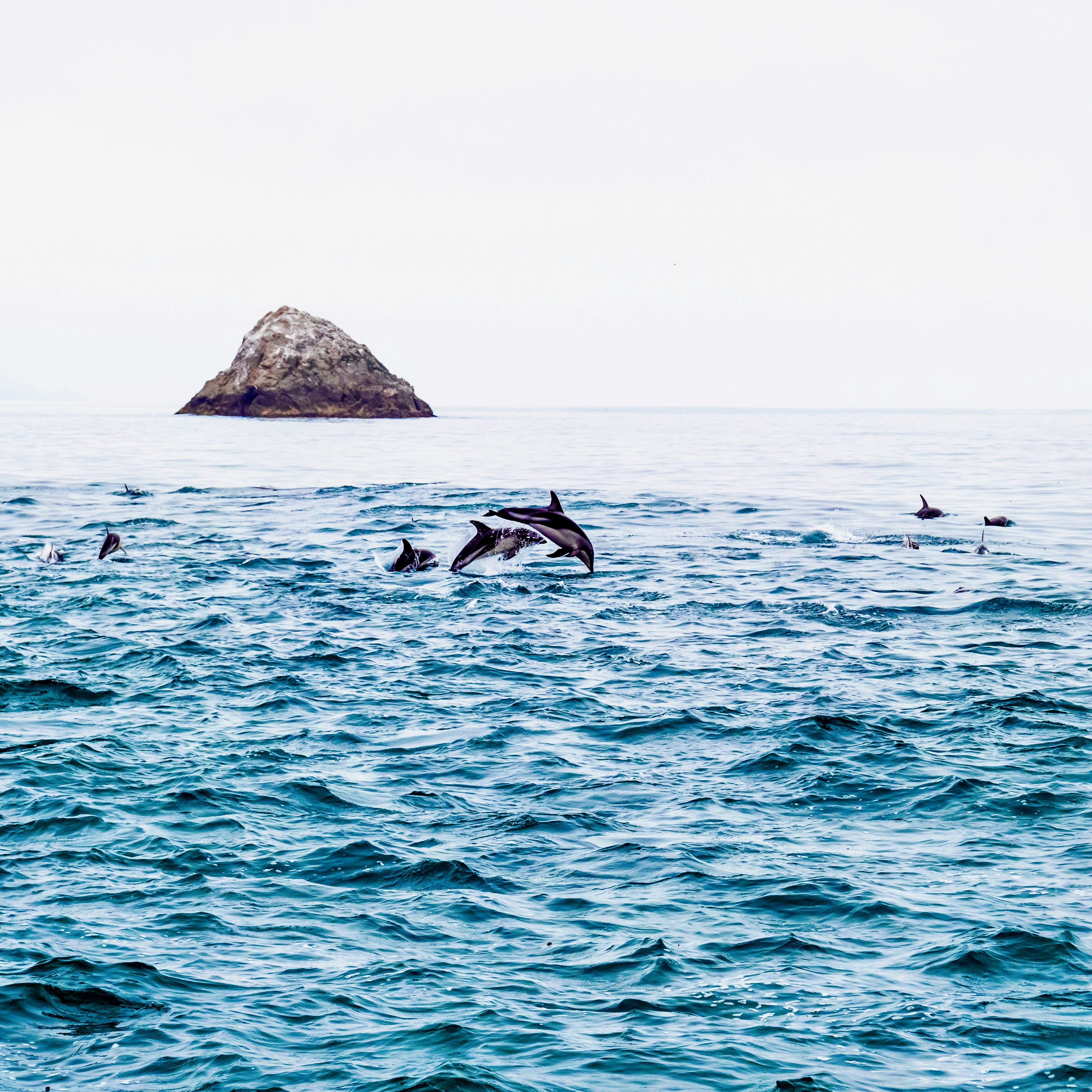 Dolphins at Distant Break: A Teal Ocean Moment