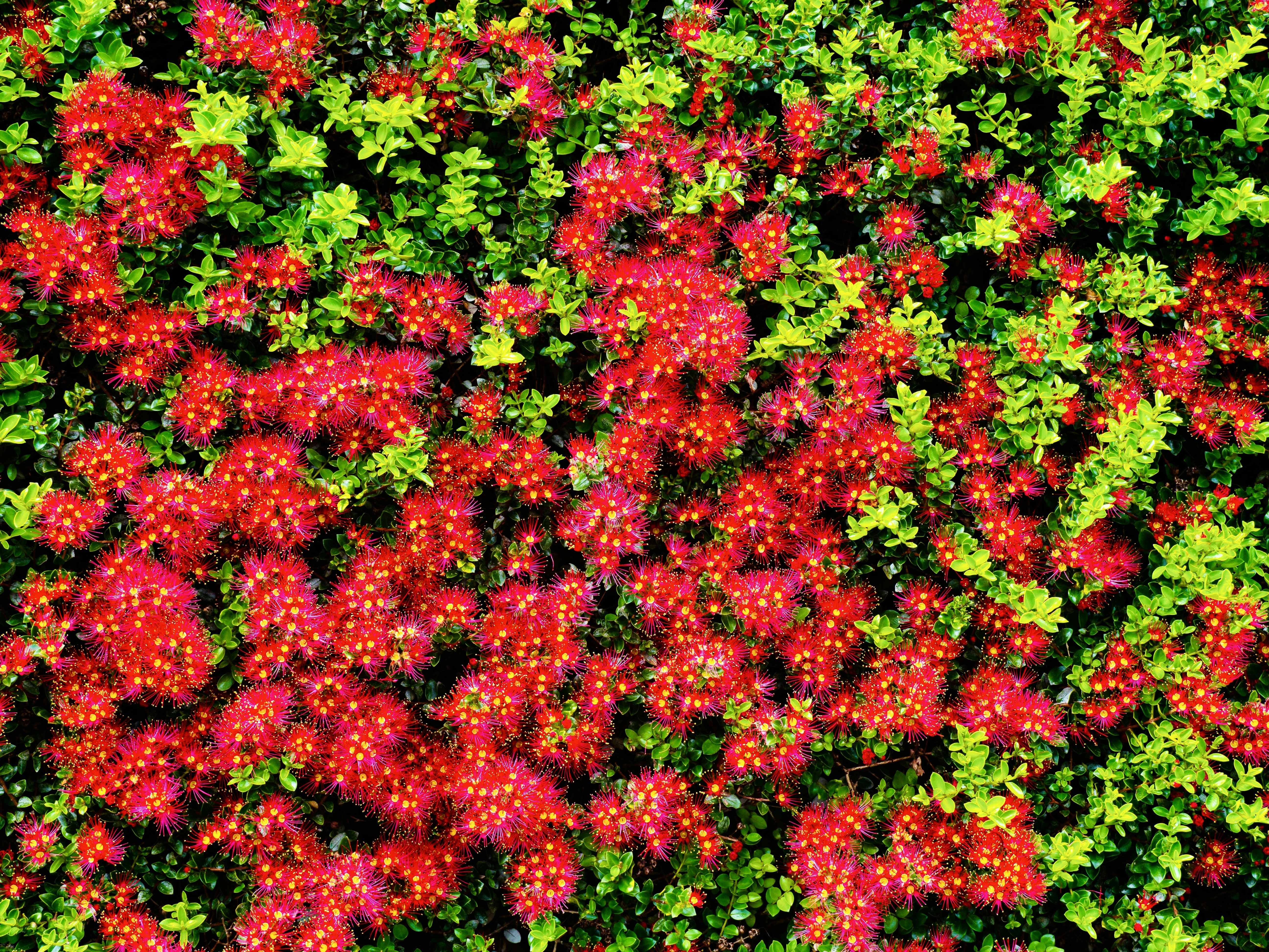 Crimson Blossom Carpet: A Close-Up of Lush Red-Flowering Groundcover
