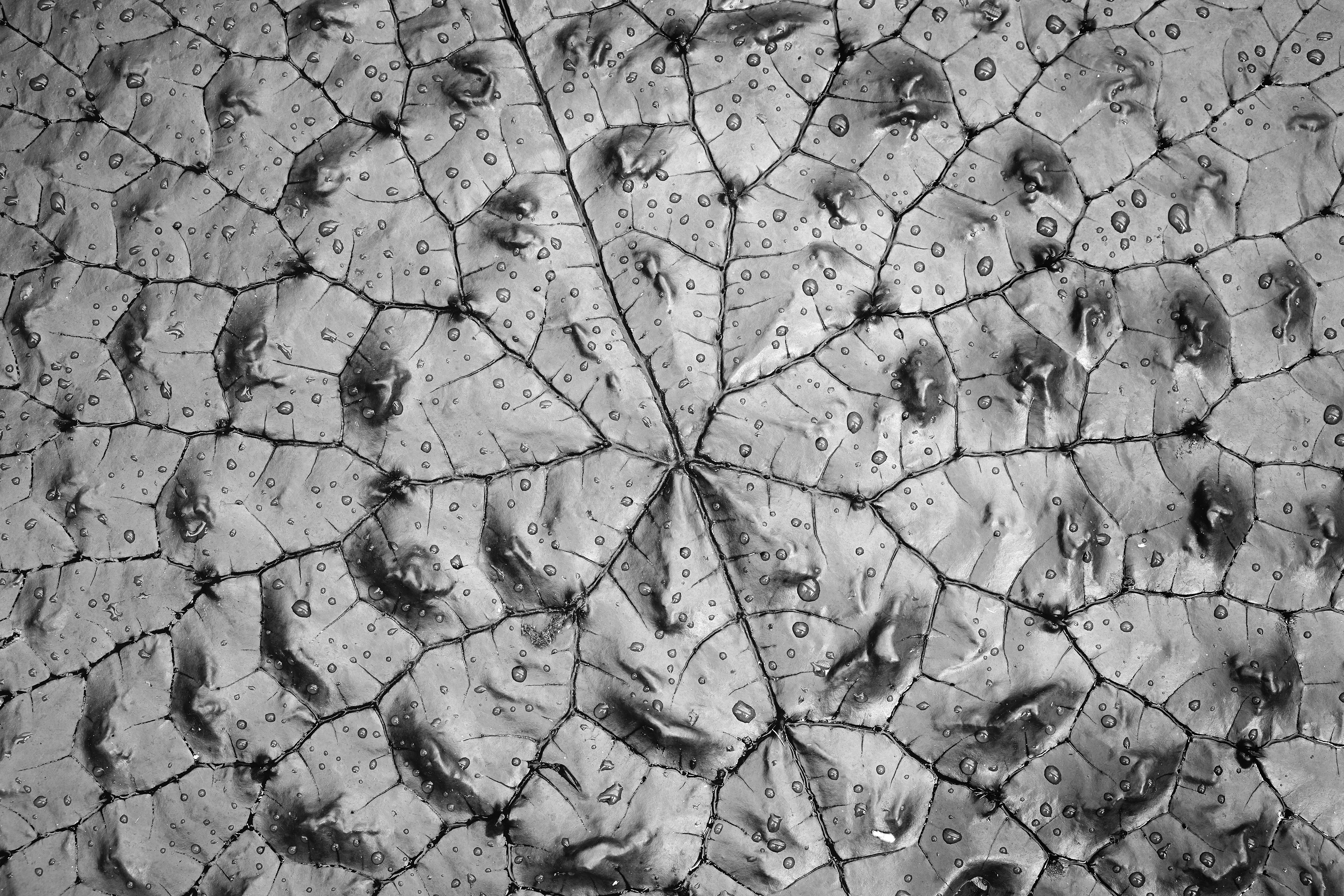 Close-up of a textured leaf surface with visible vein radiating patterns and scattered water droplets, emphasizing natural micro-detail and contrast.