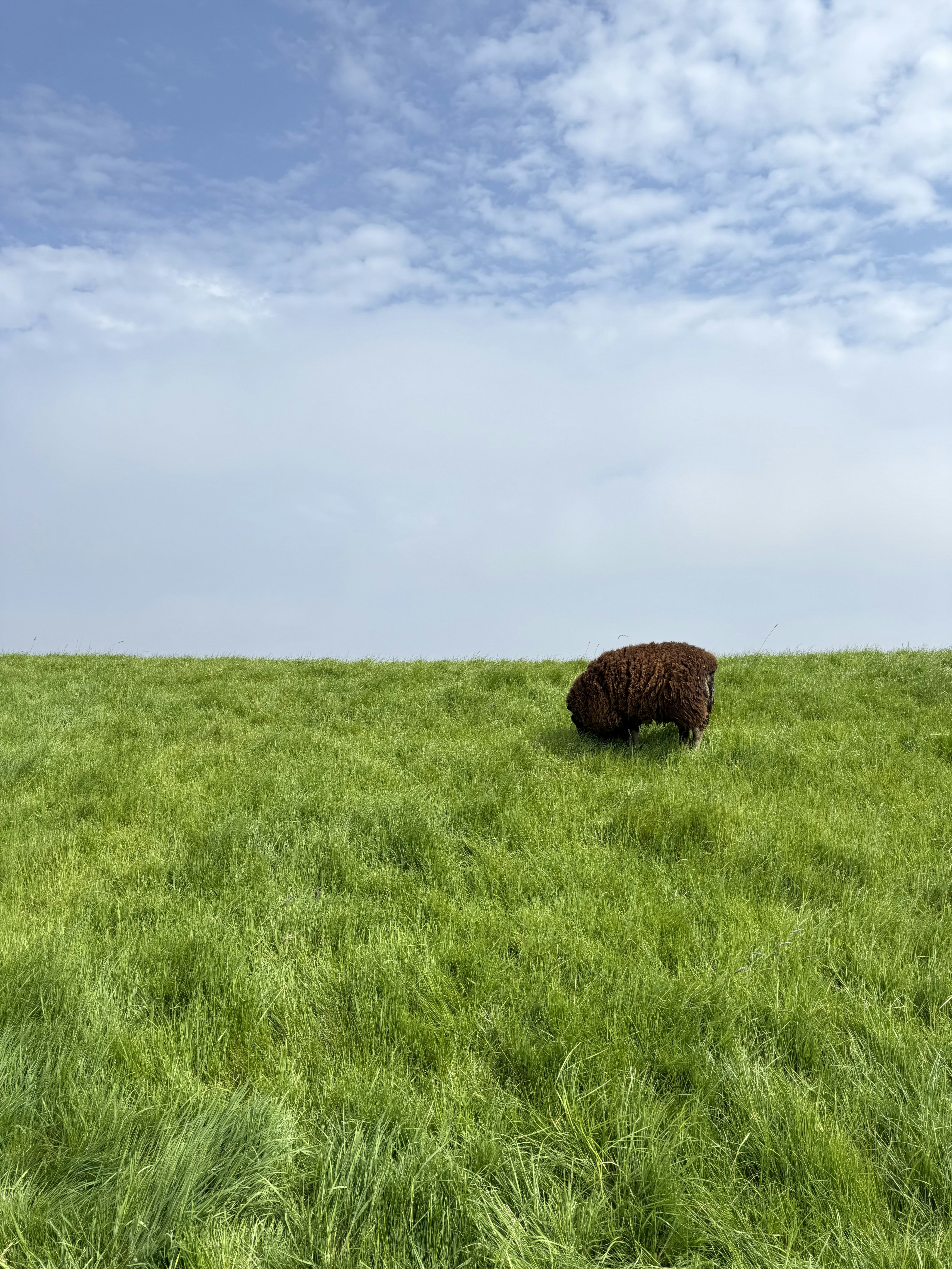 Grazing on the Horizon: A solitary ewe in a sea of green