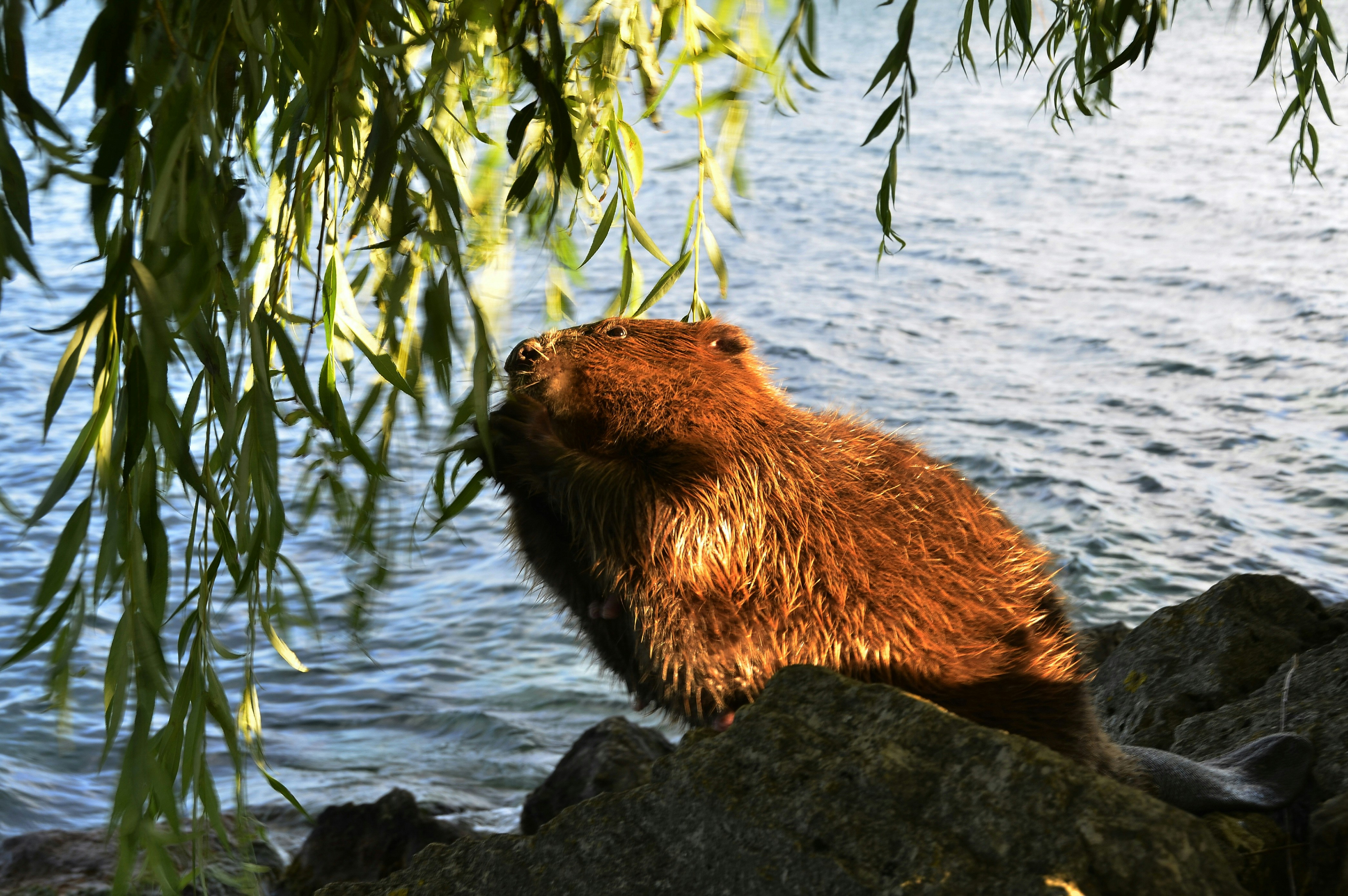Riverbank Marmot in Dappled Light Beneath Weeping Willows