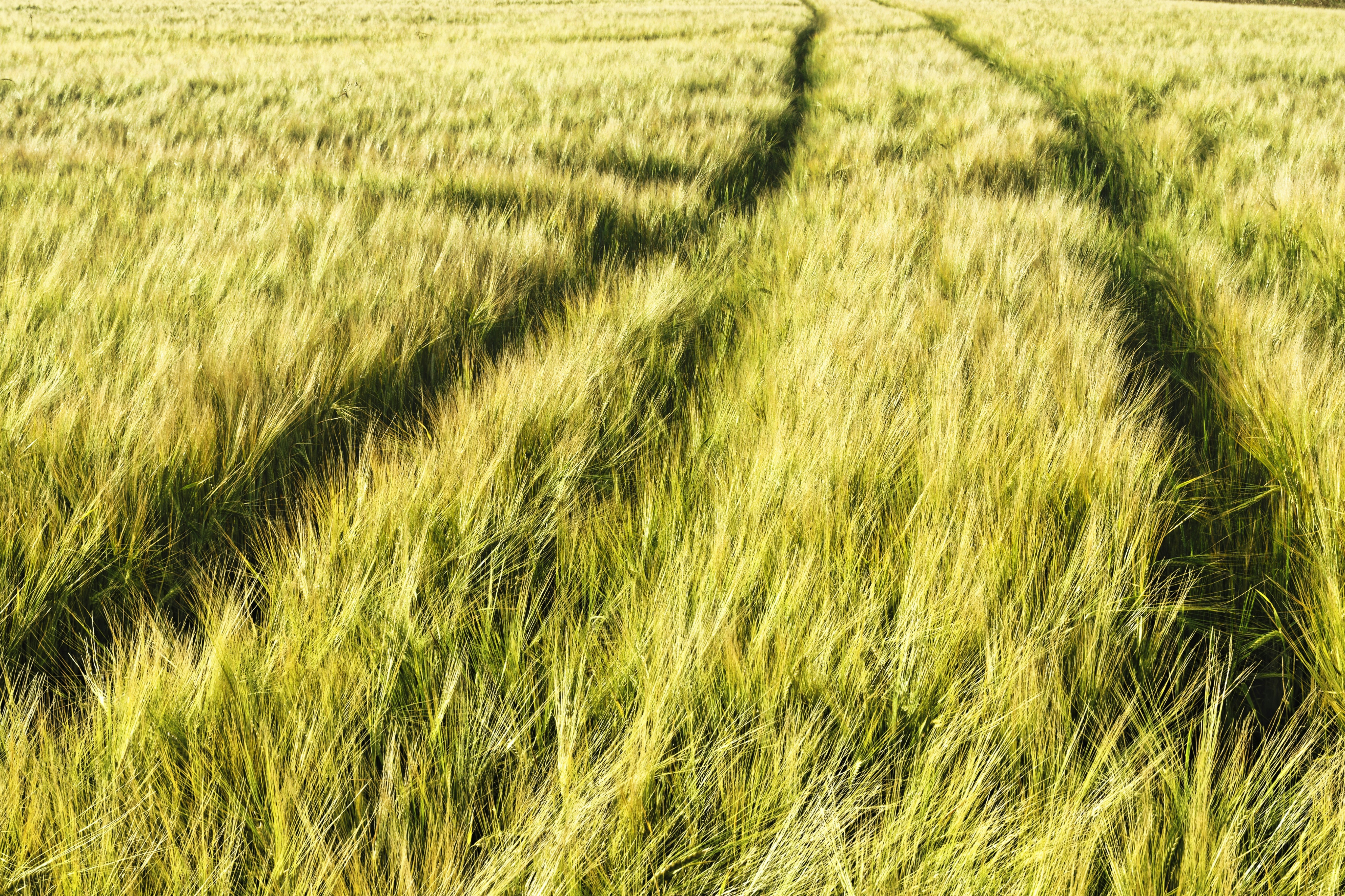 Wheat field with tire tracks under sunlight during late afternoon in rural area - Tall wheat plants grow in rows with visible tire tracks running through the field. The sun casts shadows on the golden grains. This scene shows a rural landscape in late afternoon light.