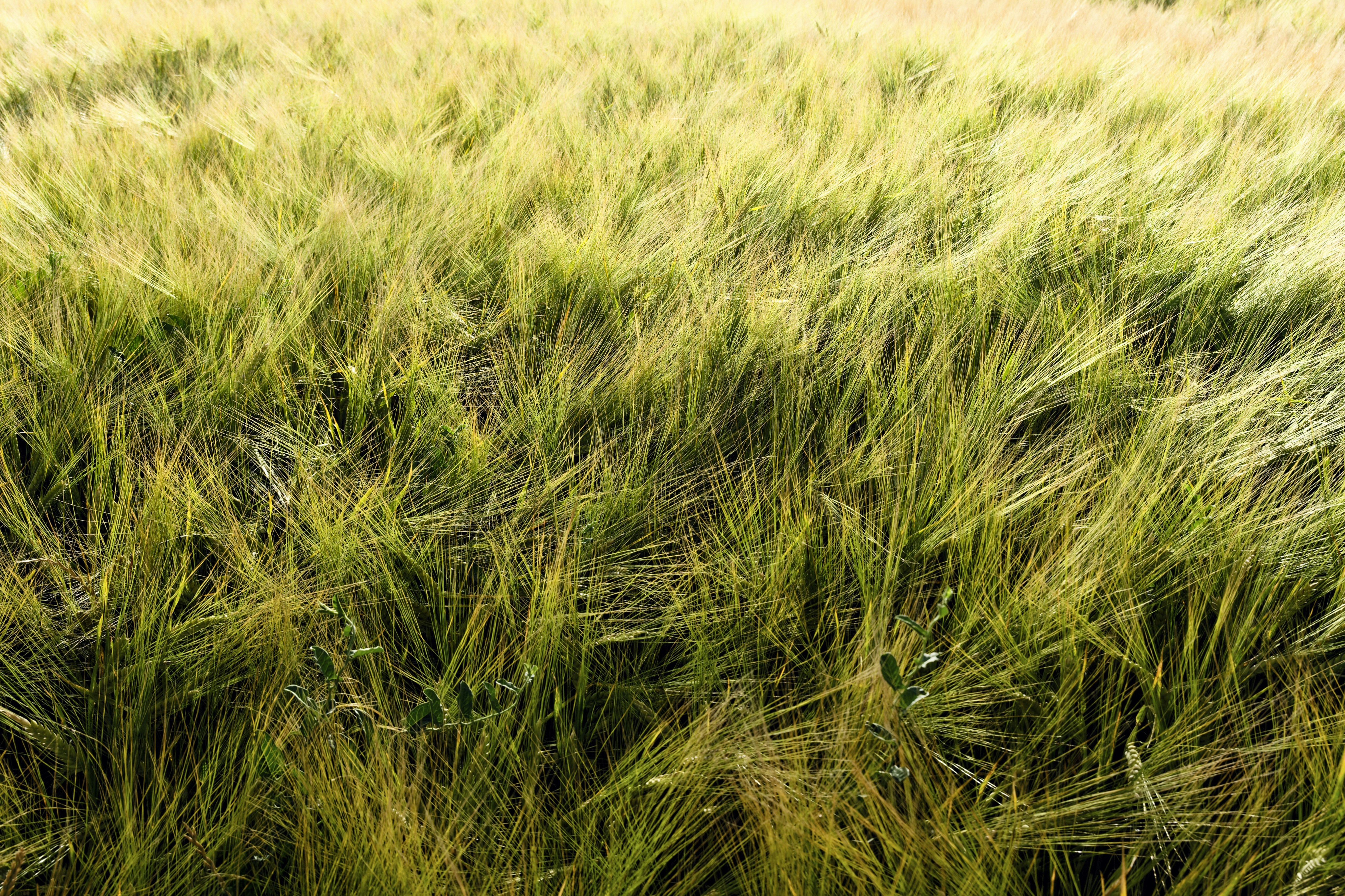 Golden Wavefields: Amber Grasses Sway in Quiet Sun