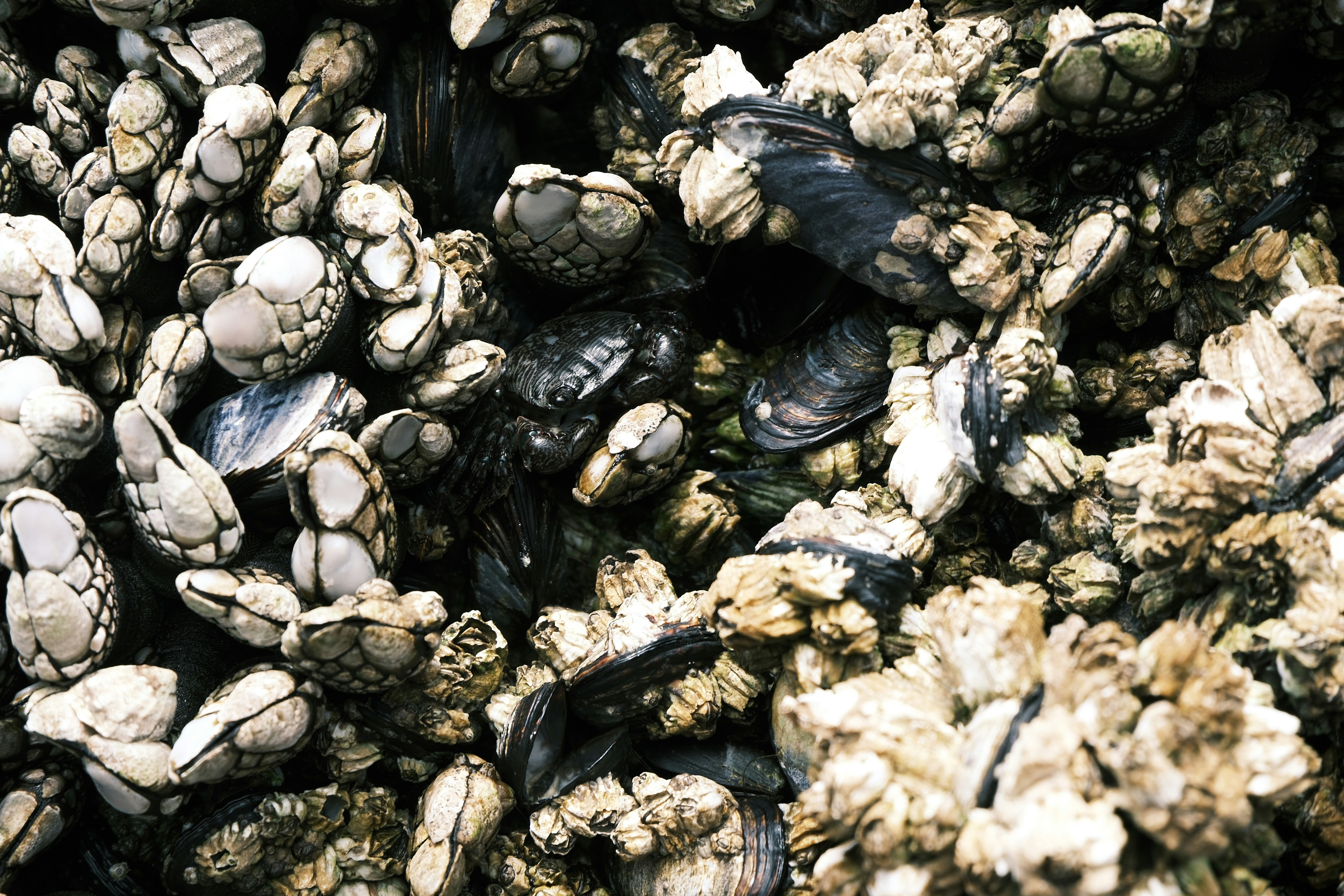 Tide-worn Shells: A Close Clash of Claws and Crags