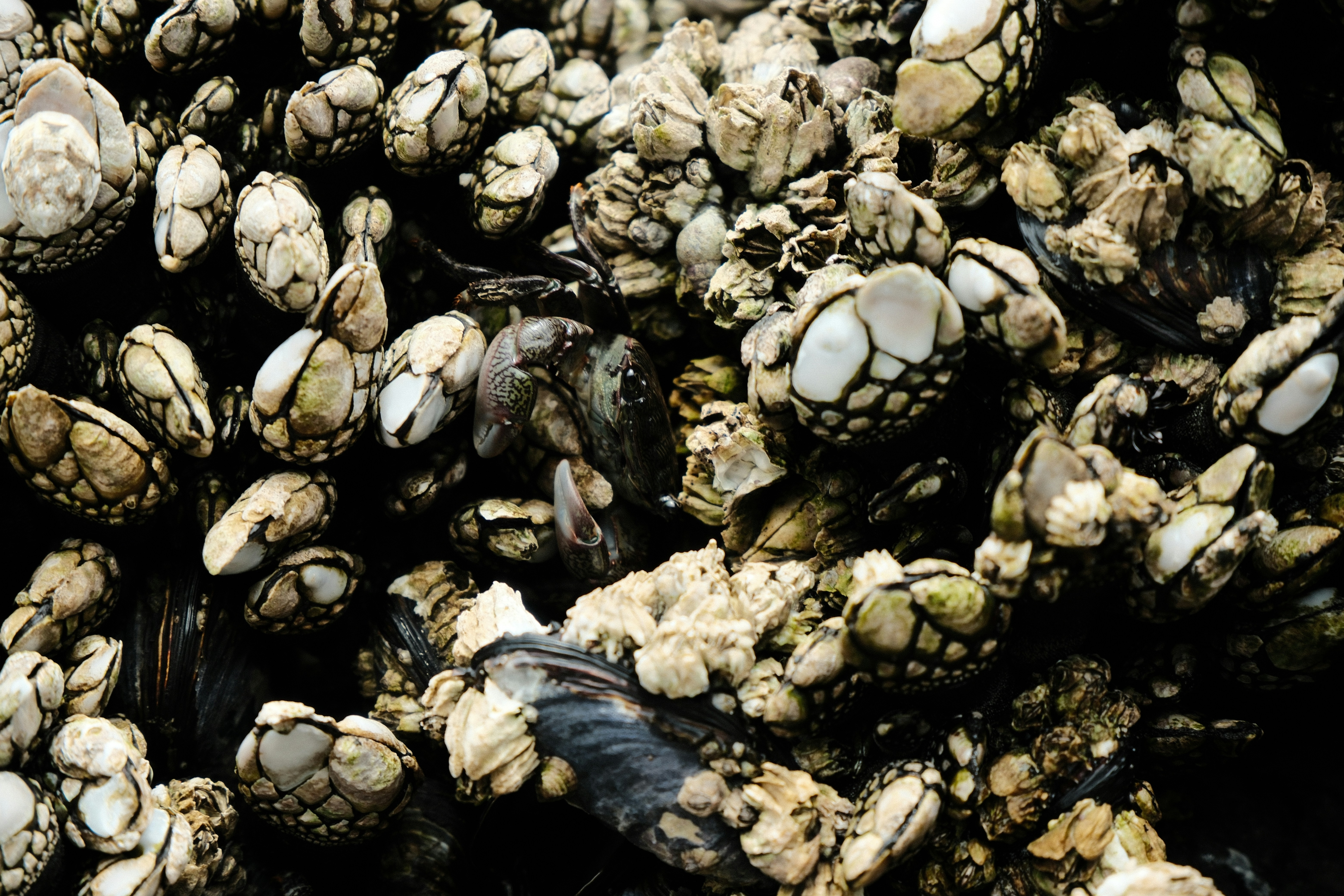 Tide-kissed Shell Mosaic: Calculated Chaos of Barnacle-Encrusted Coastline