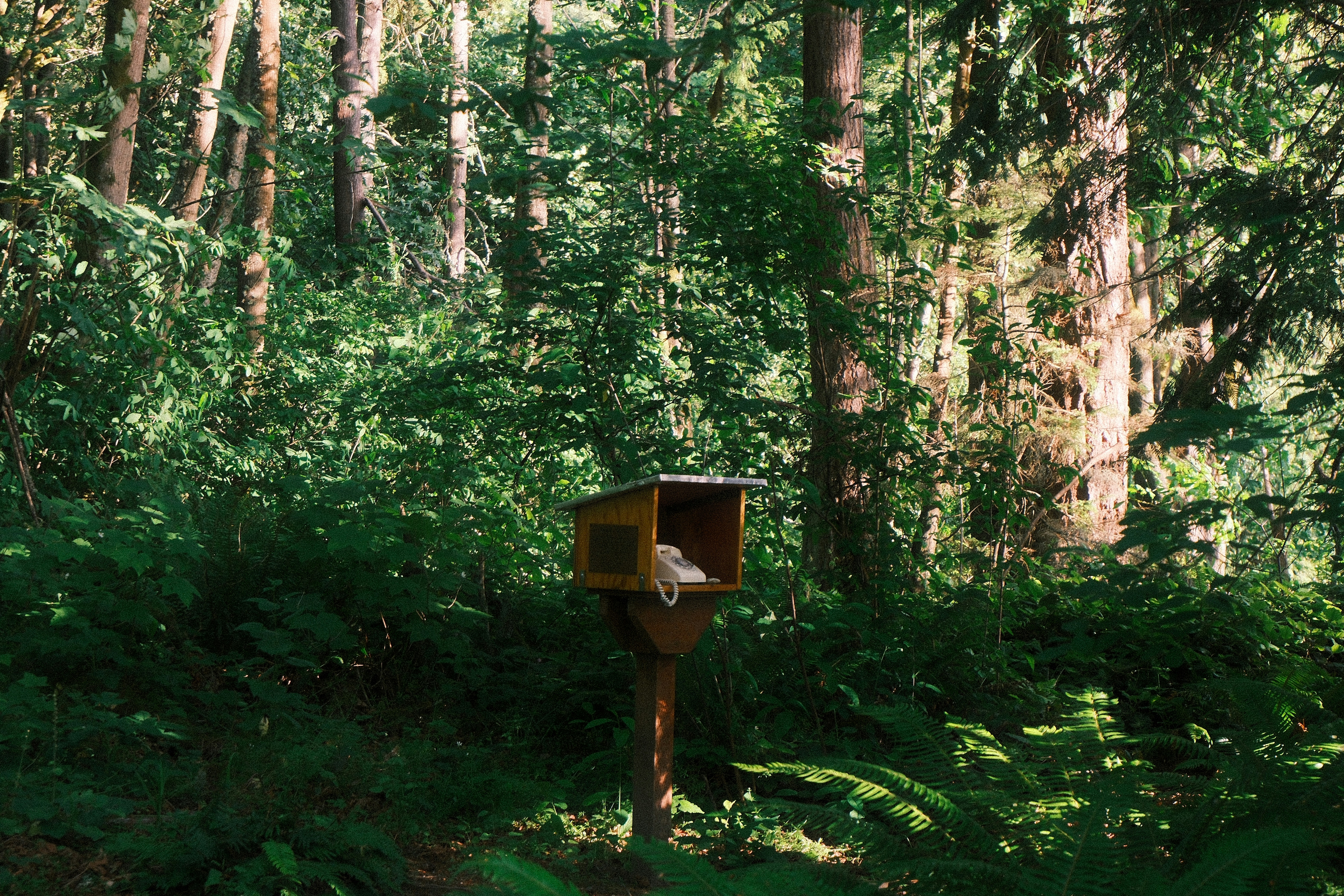Forest Mailbox in Quiet Green Clearing