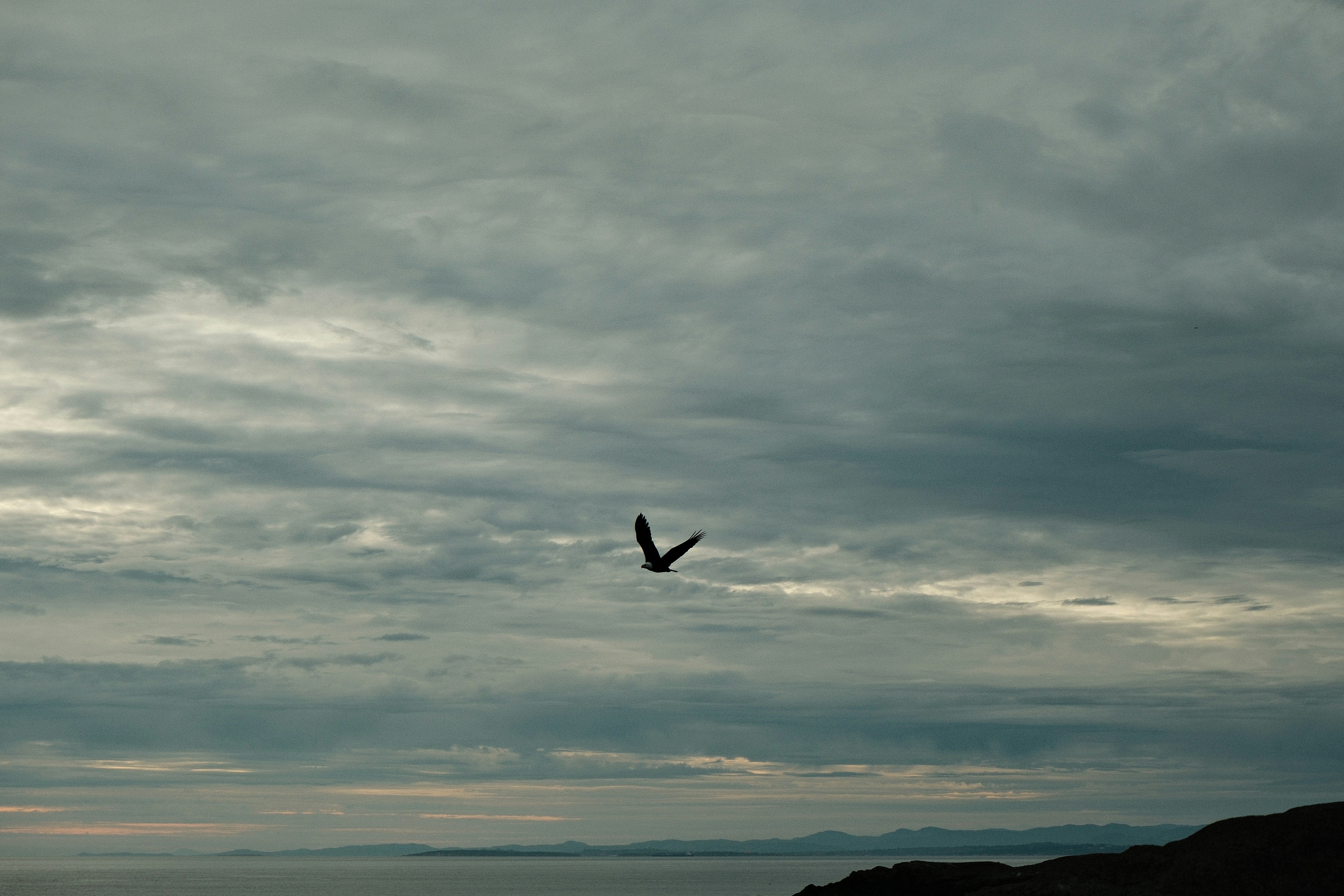 Soaring Silhouette Over a Quiet Horizon