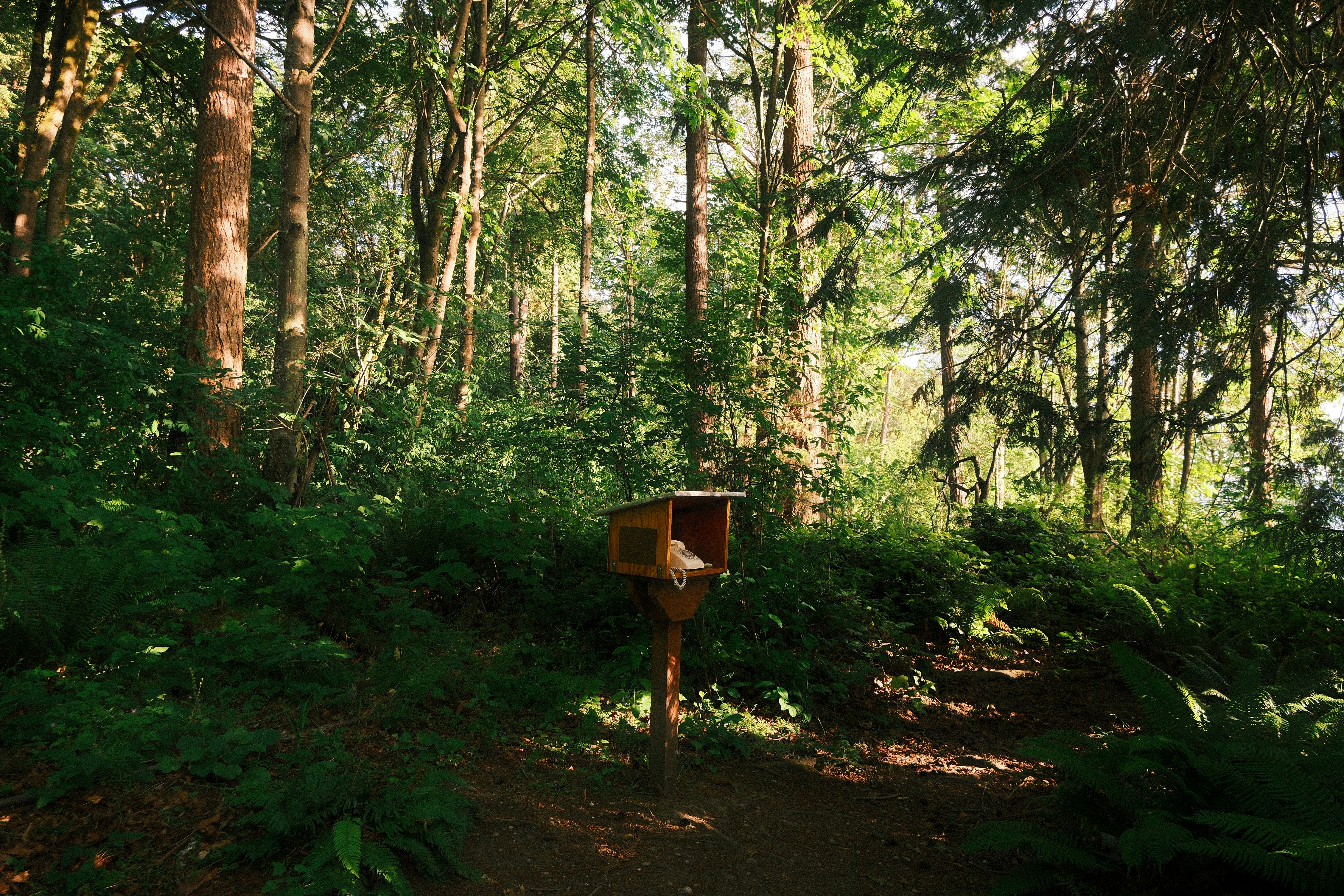 Hidden Messenger: A Forest Mailbox Waiting by the Trail