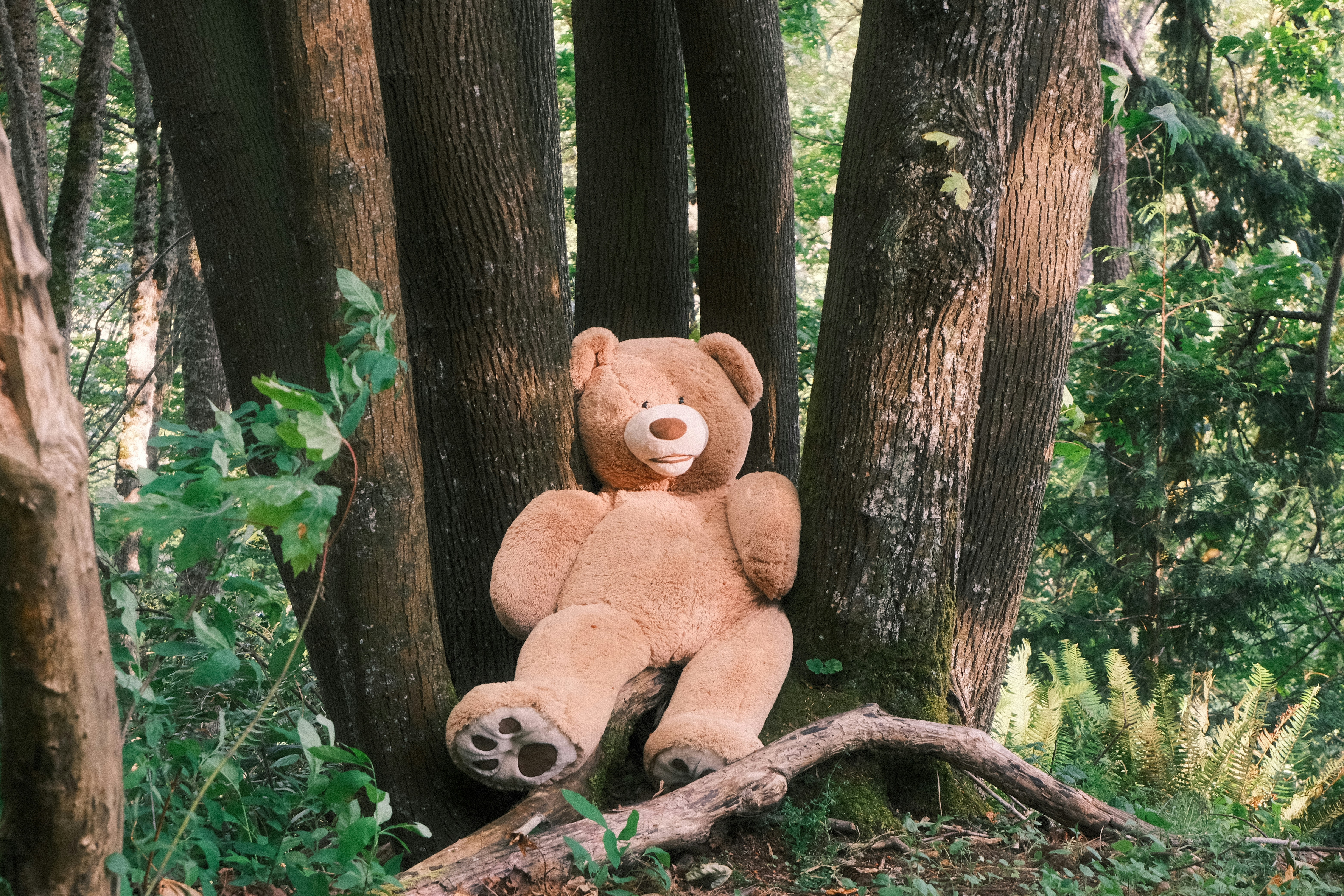 Teddy among the trunks: a forest bench of childhood calm