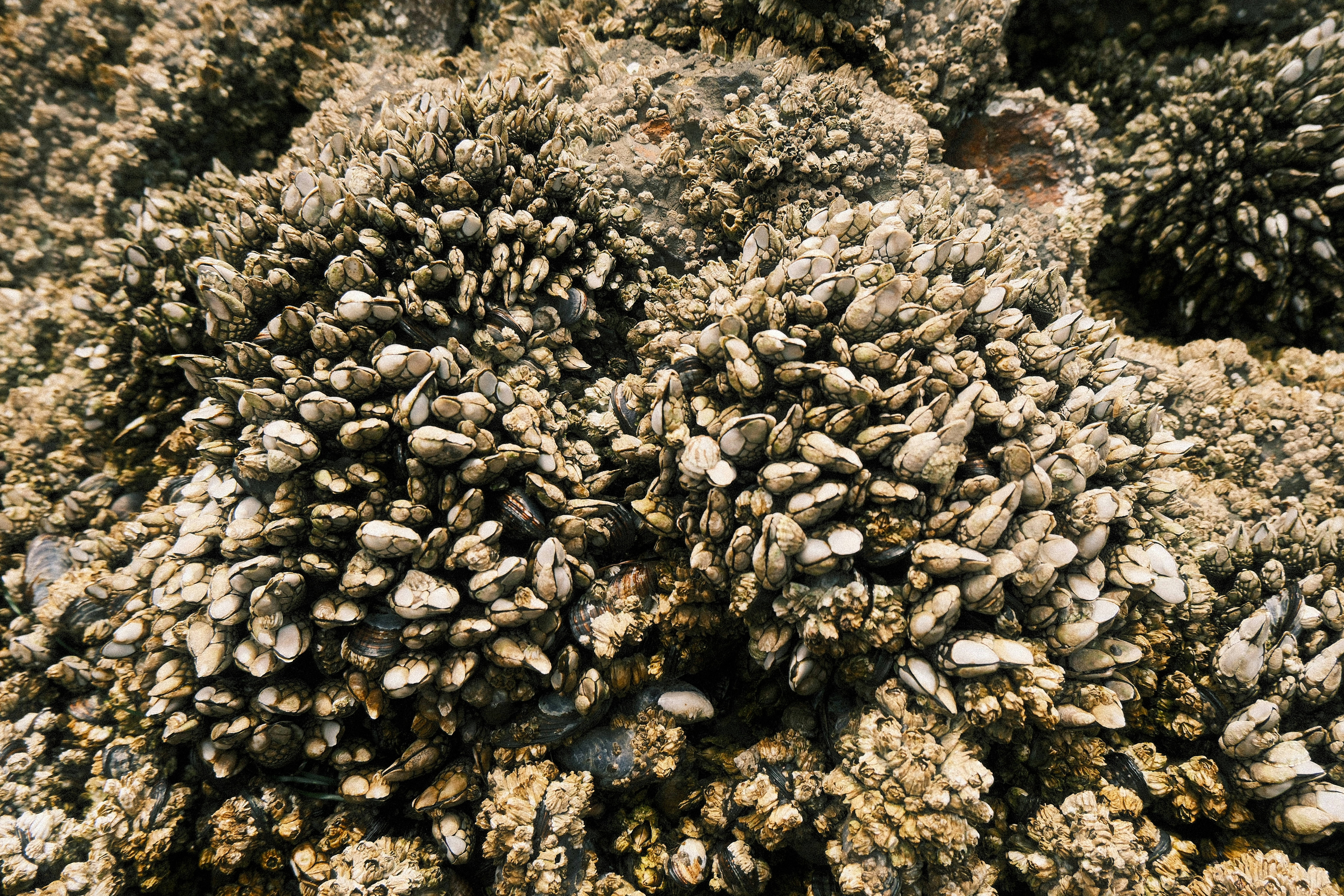 Coral Crown: Close-Up of Anemone-like Reef Formations