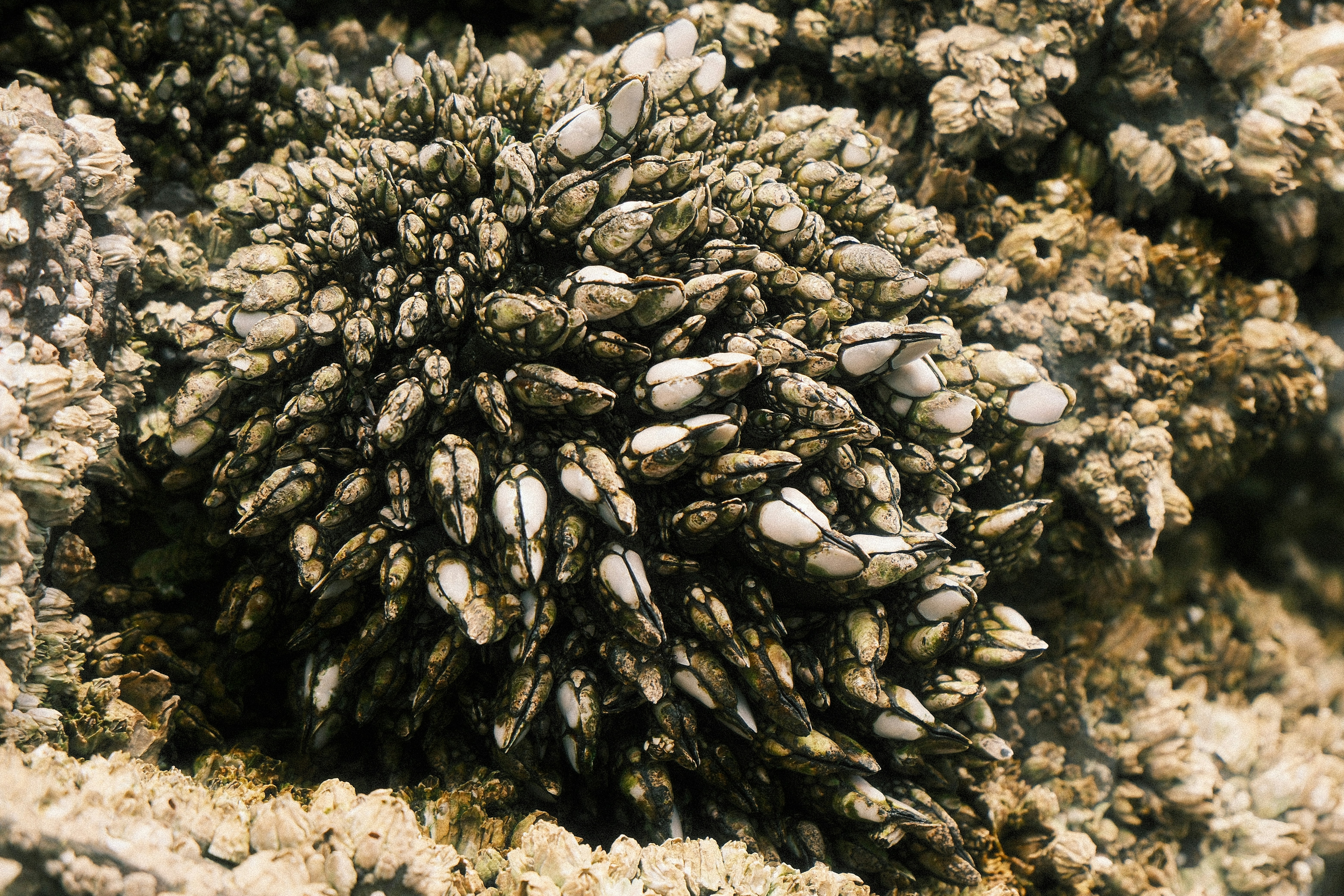 Close-Up of Barnacle-like Marine Growth: A Textured Tidepool World