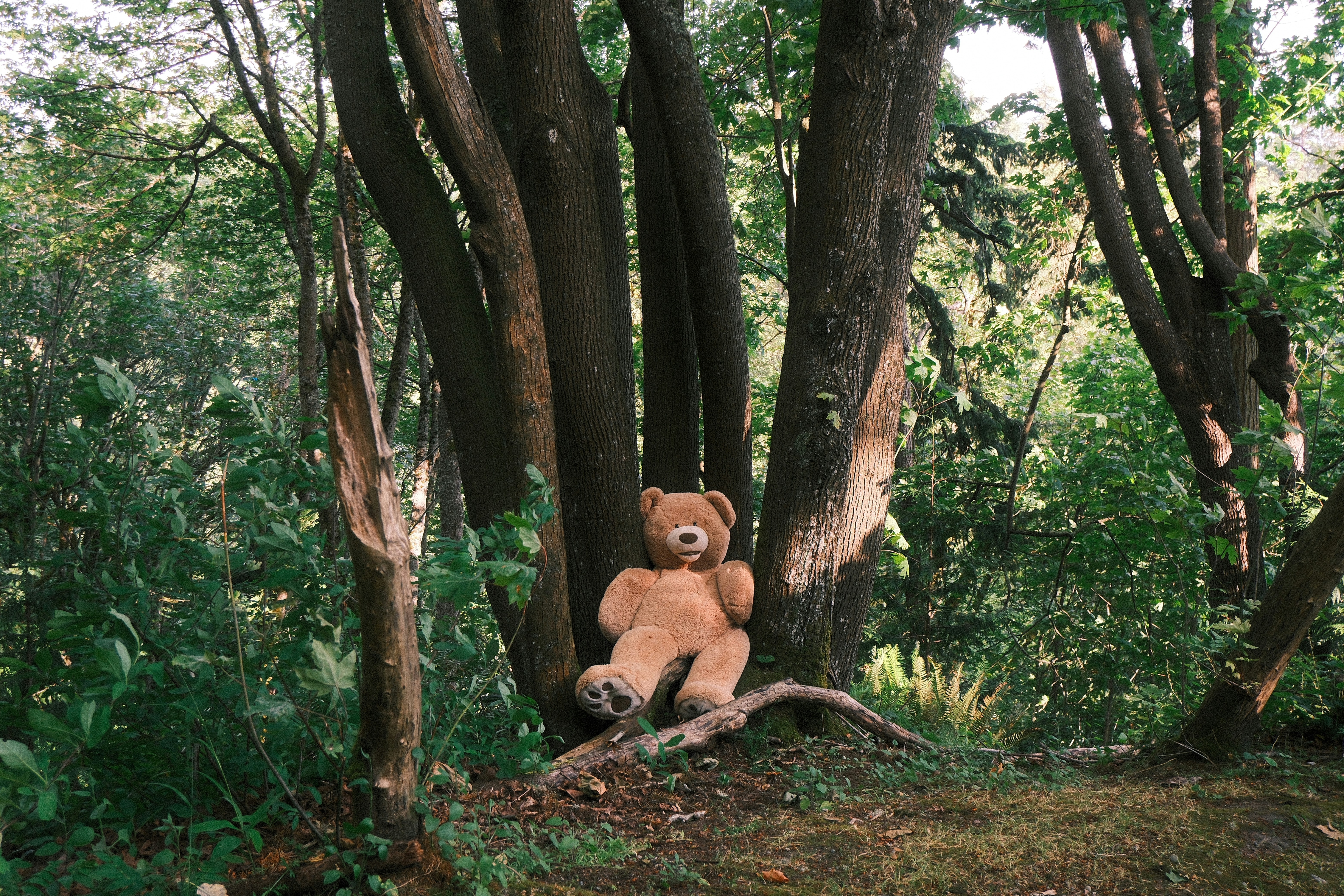 Forest Sofa: A Plush Bear Reposes Between Tree Trunks