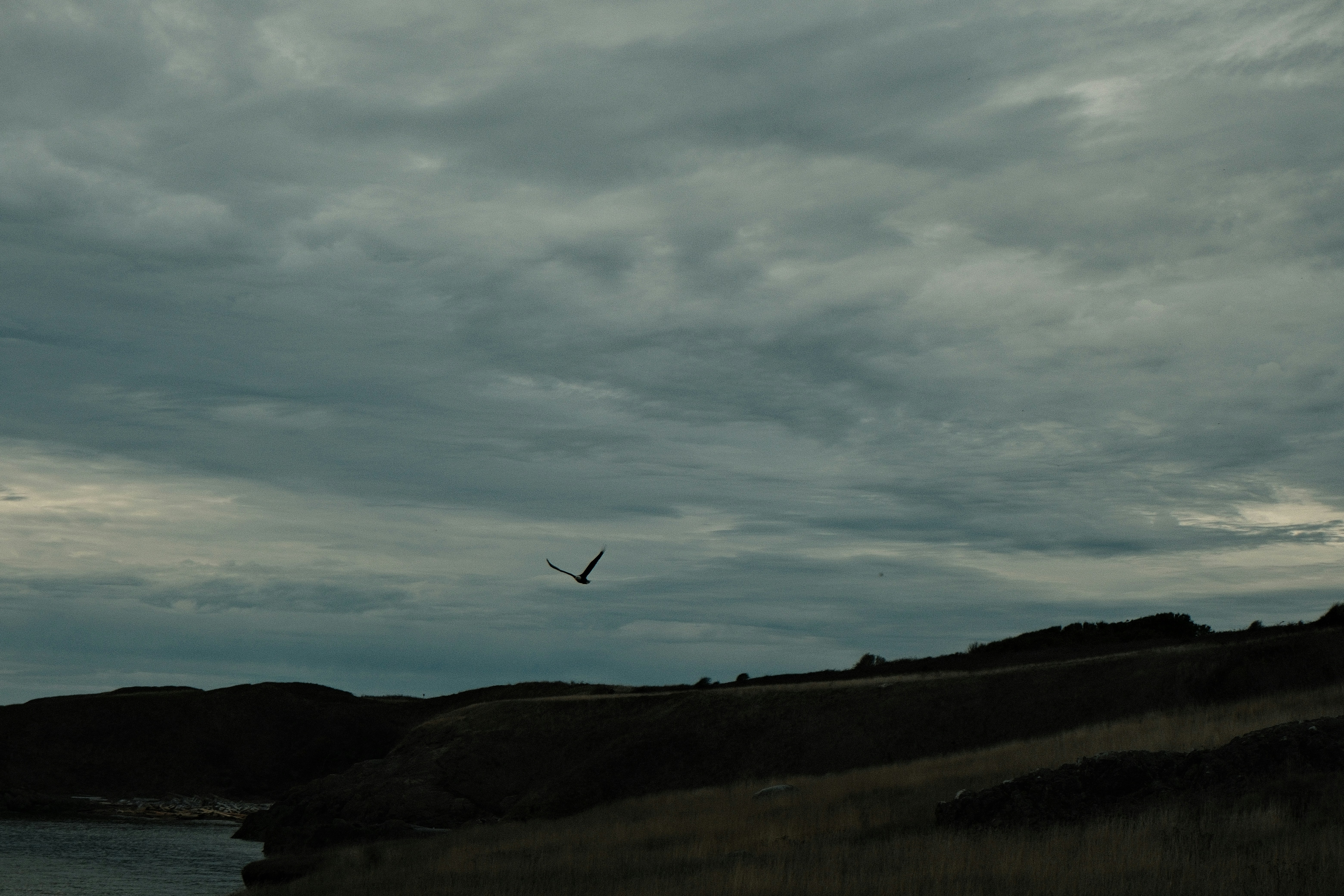 Seabird in Flight over Quiet Coastal Ridge at Dusk