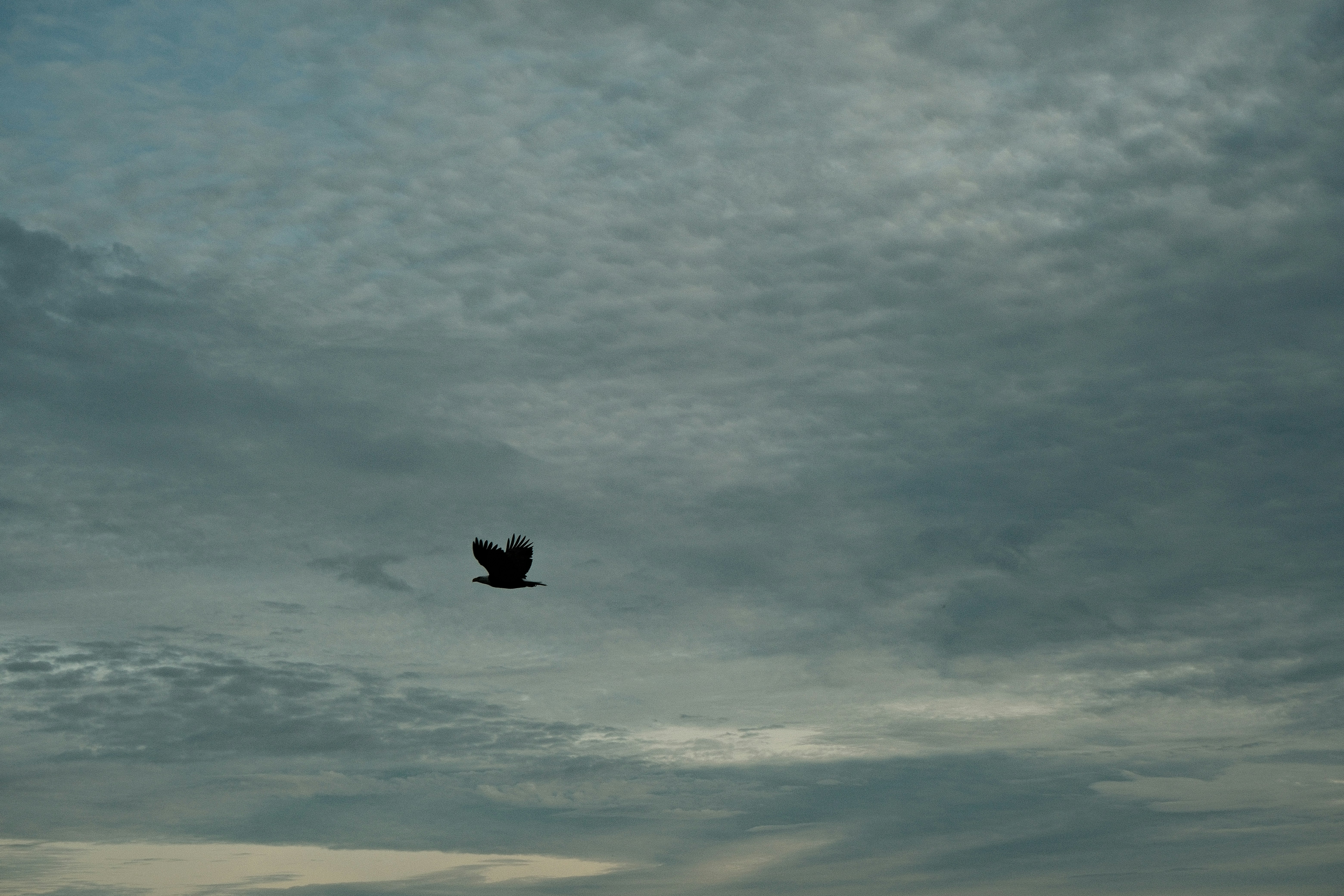Single Bird in a Distant Sky: Silence in Motion