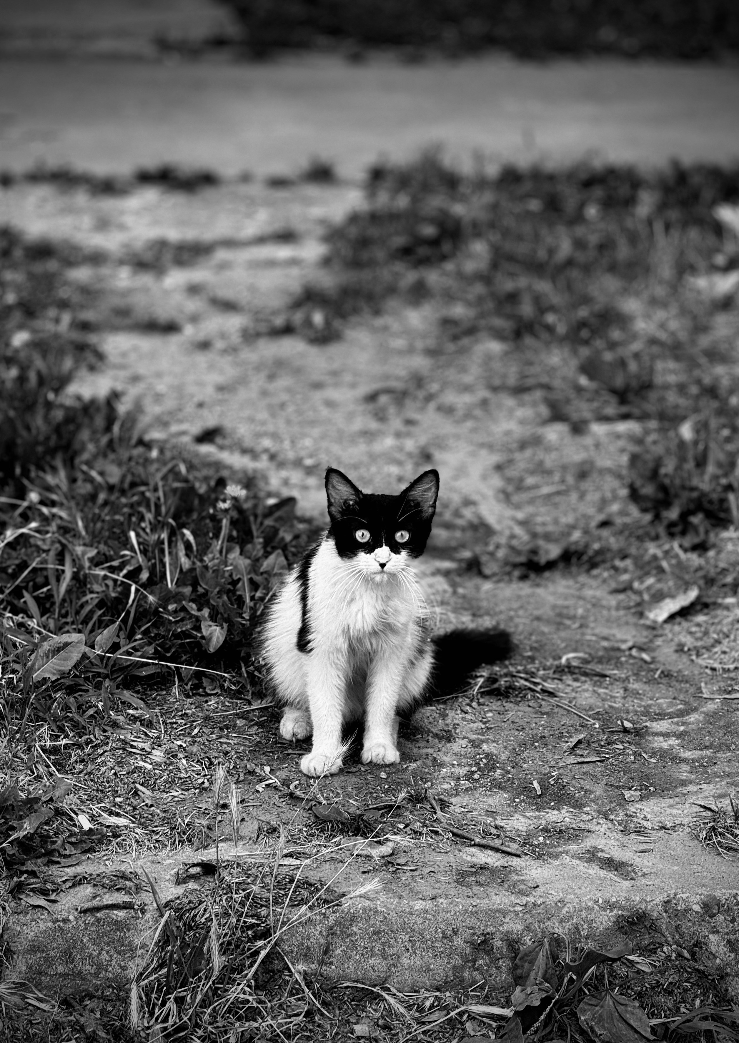 Black-and-White Kitten Mid-Stride on Gravel Path