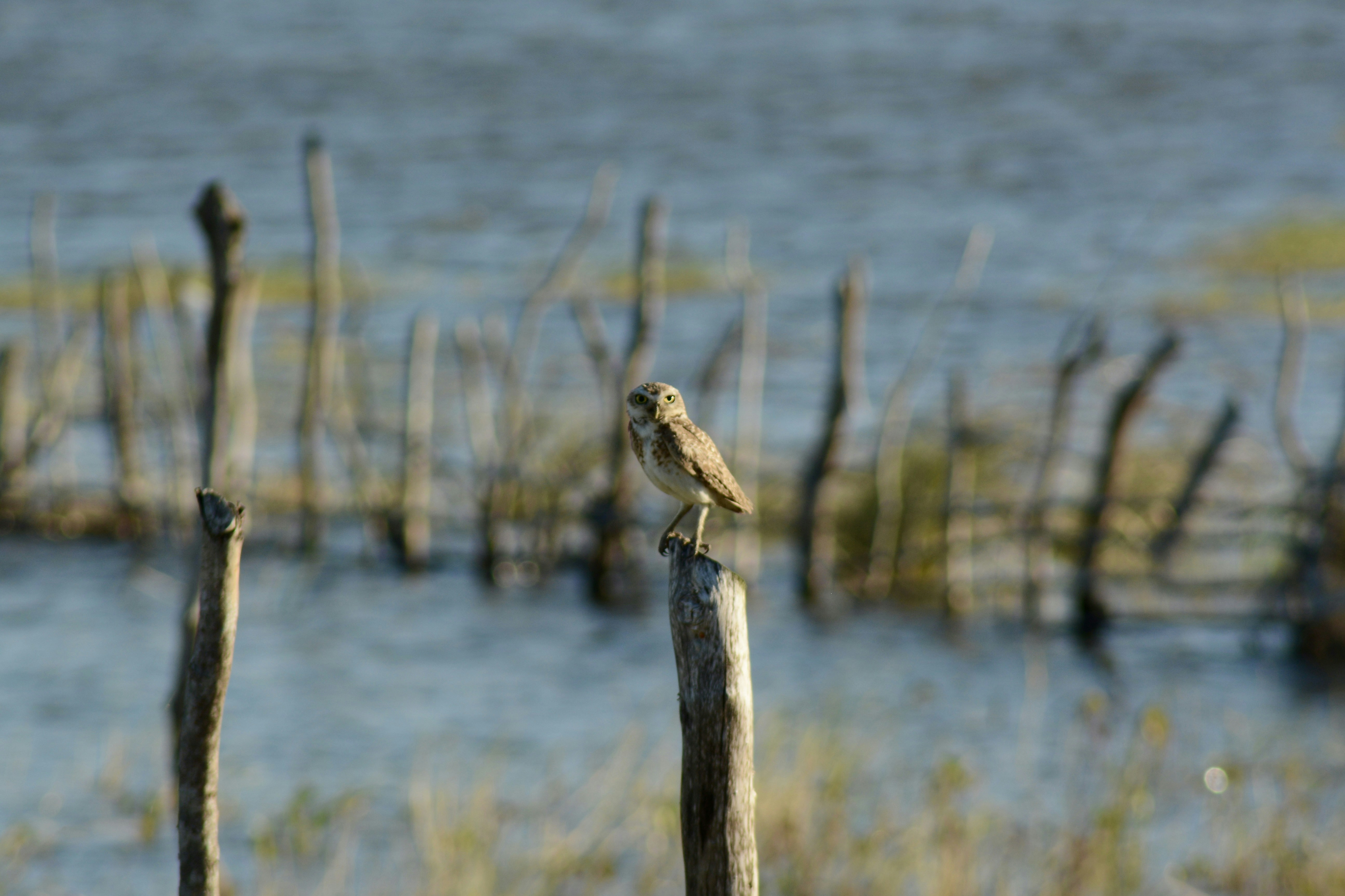 Silhouette on a Weathered Post: A Sparrow's Quiet Watch