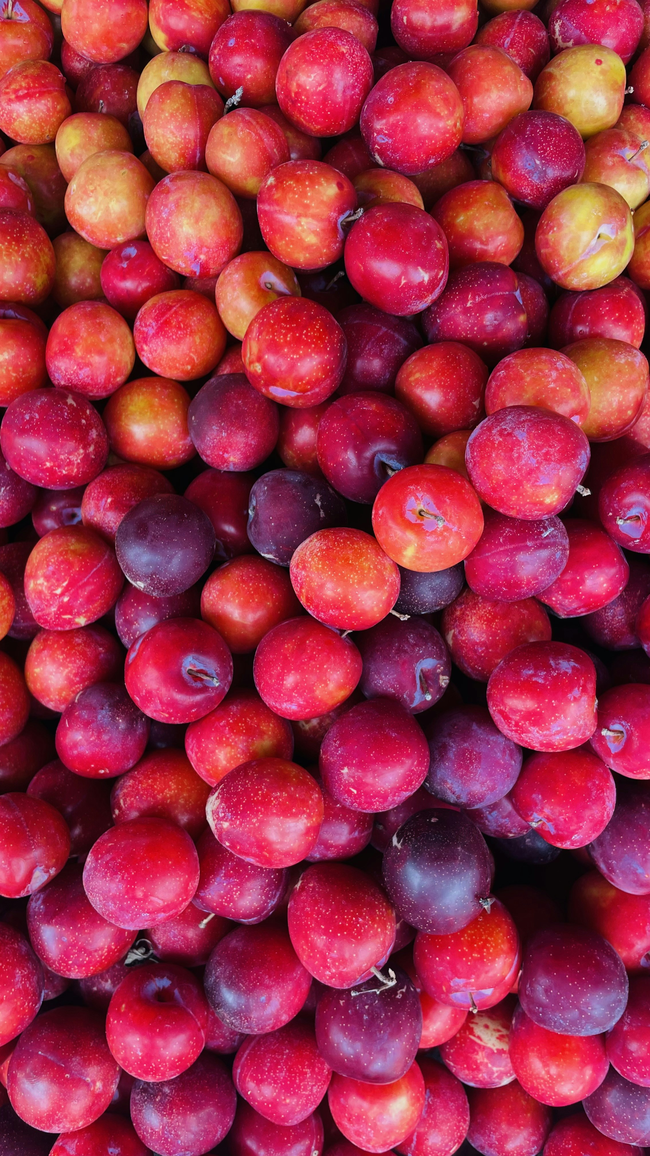 Crimson Harvest: A Dense Bed of Juicy Plums