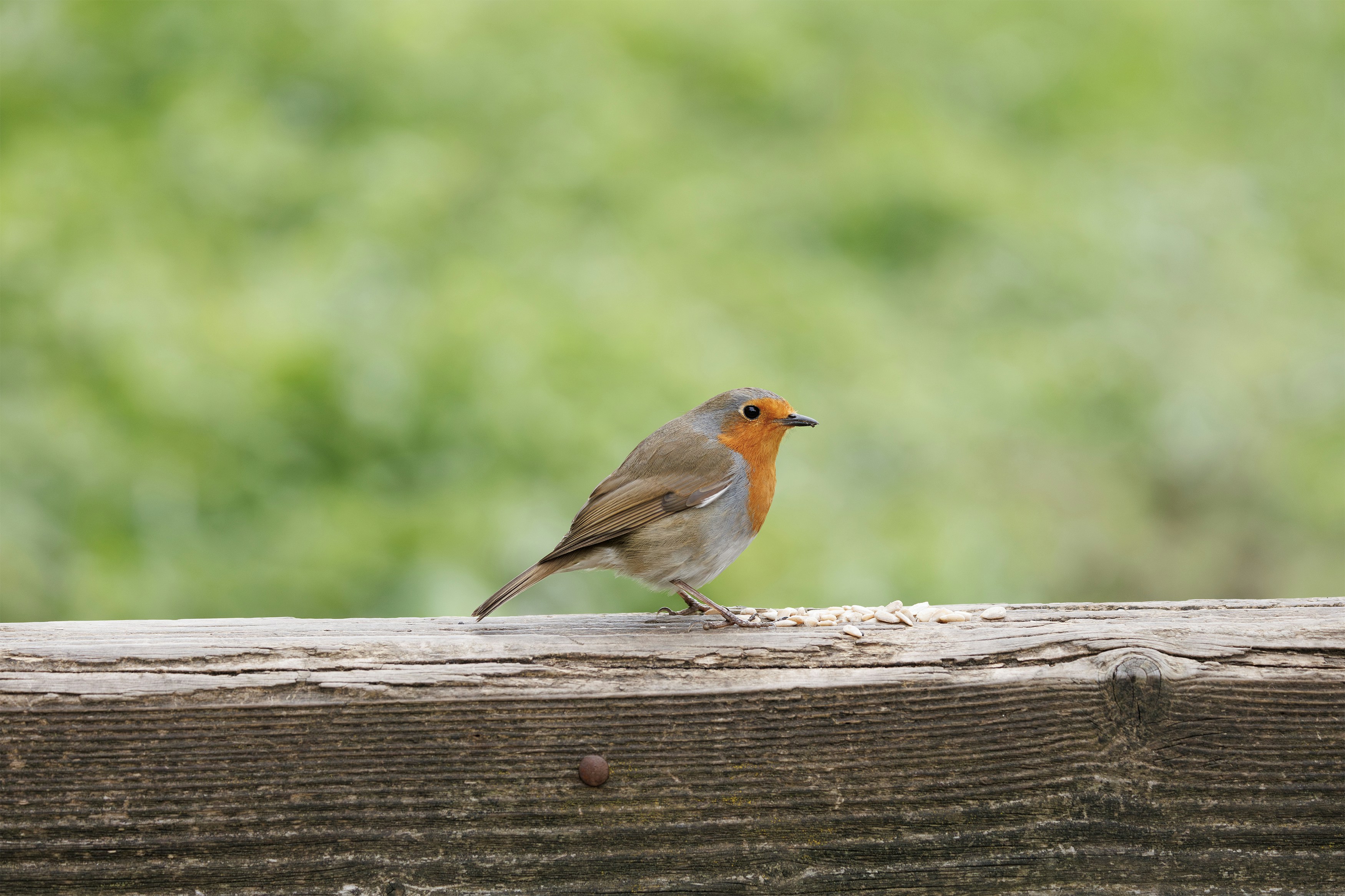 Robin on a Weathered Rail Sill