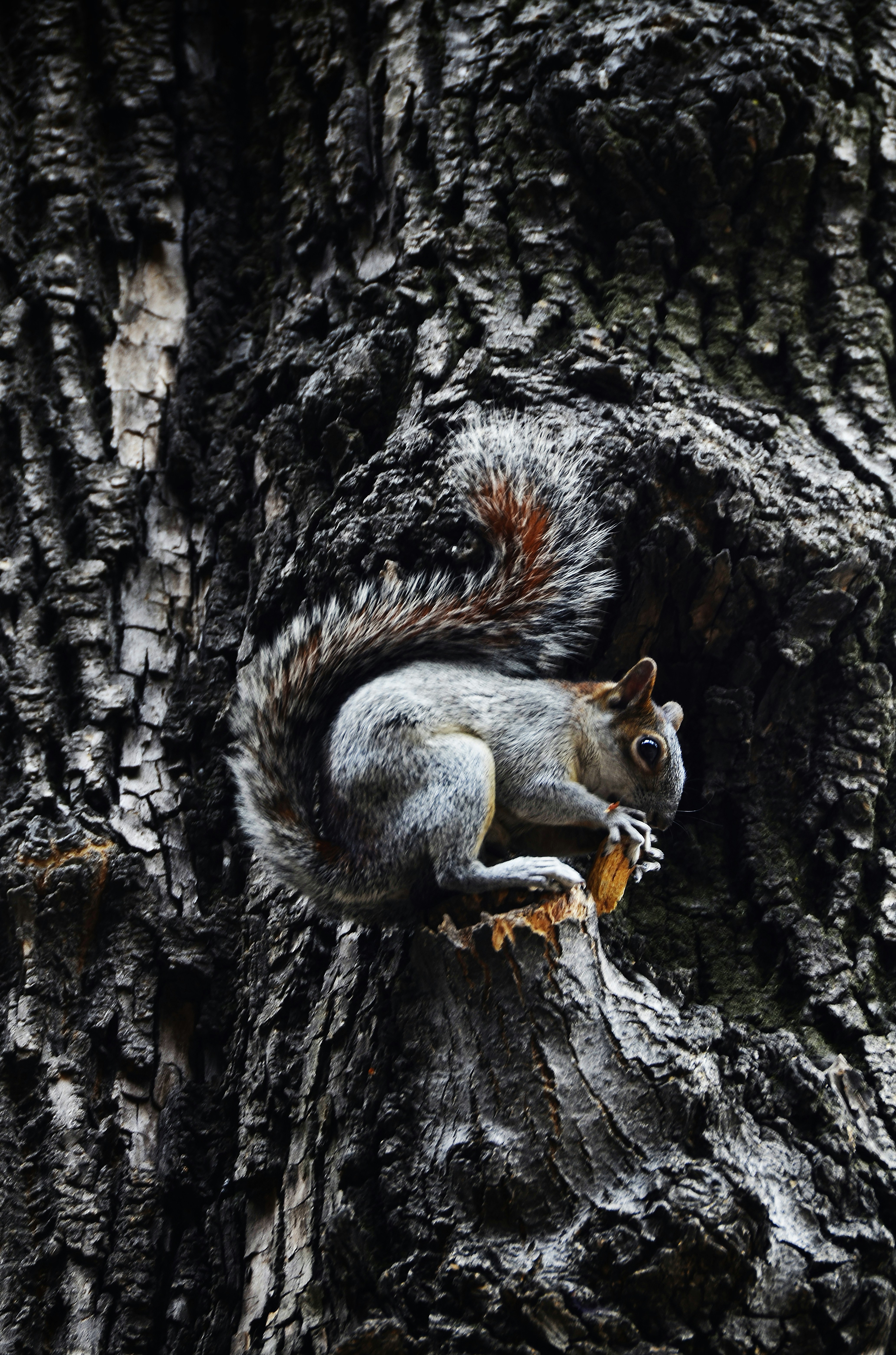 Nutcracker in the Bark: A Squirrel's Quiet Feast
