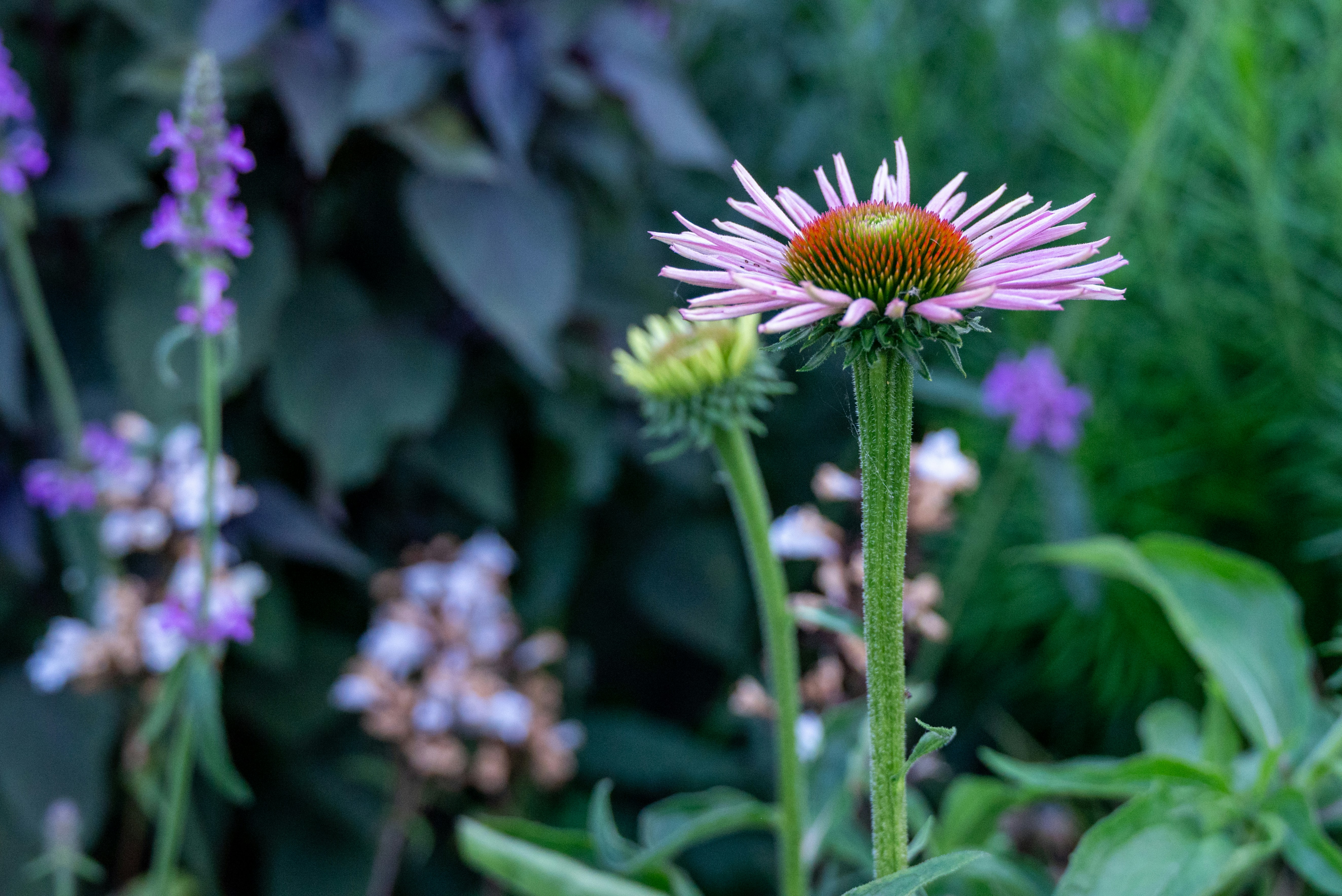 Bright pink coneflower head in a lush garden, with blurred purple and green foliage in the background; appears as a close-up of a single bloom.