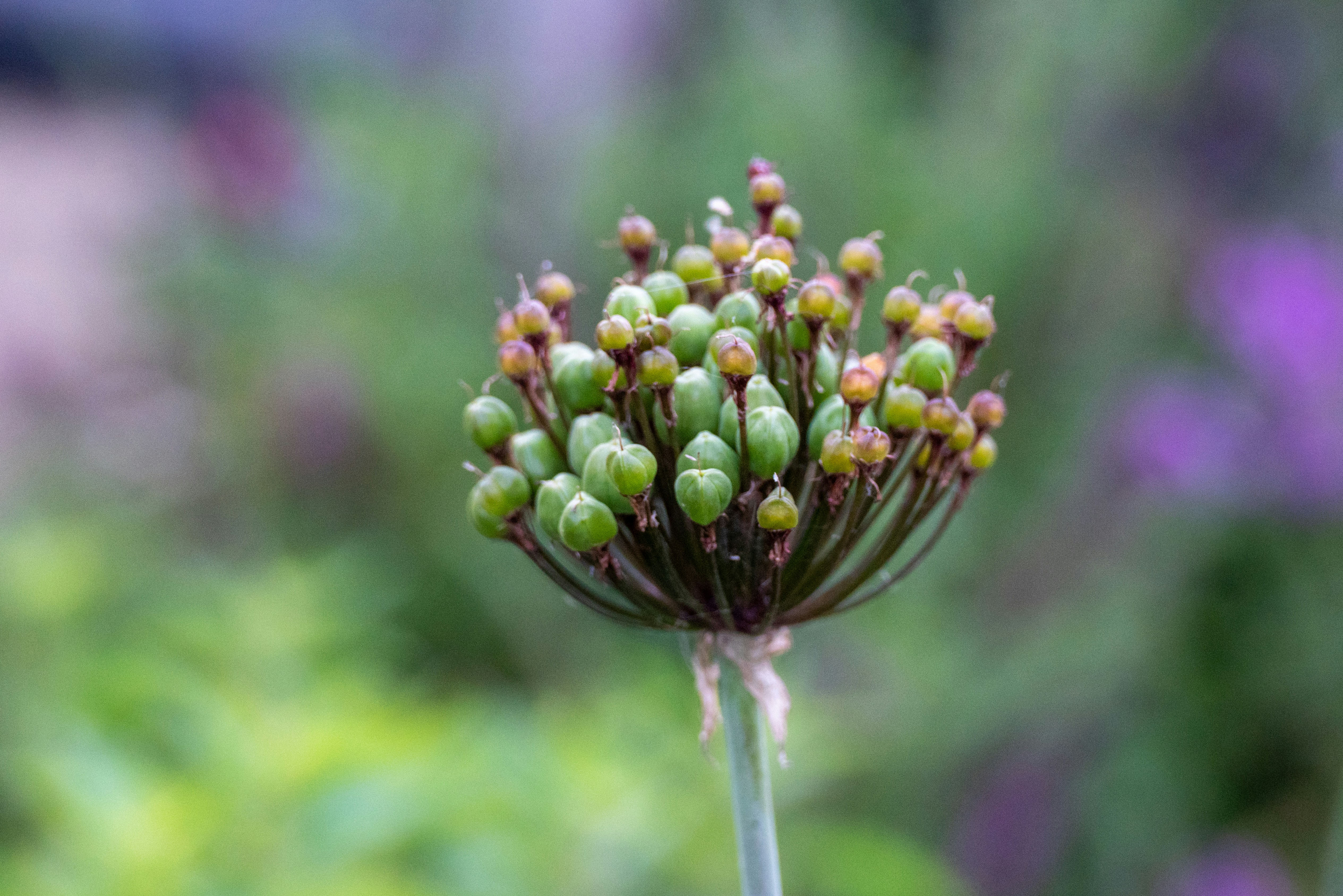 Seeded Crown: a close-up of a budding umbel held aloft