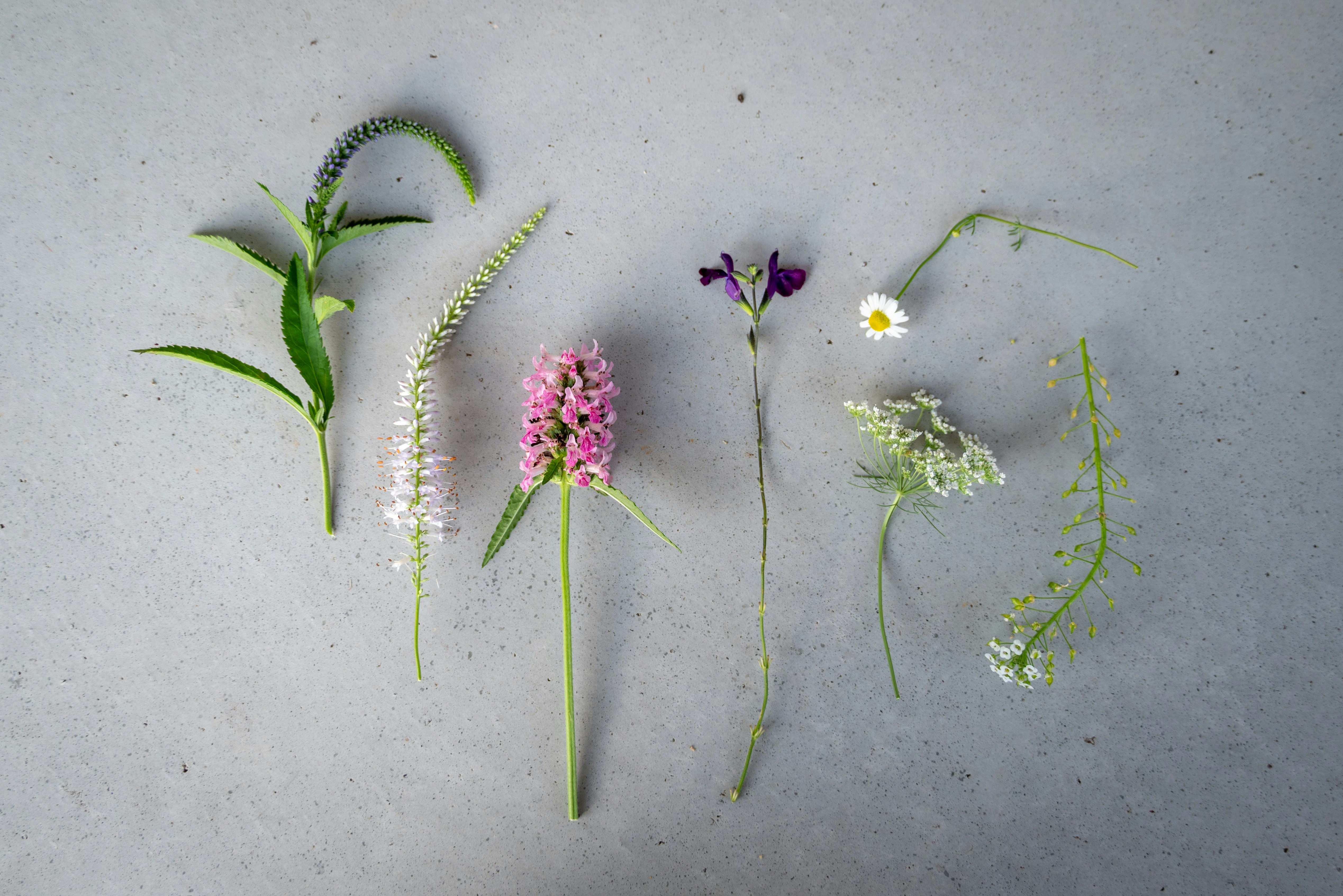 Sequence of Delicate Wildflowers on a Concrete Palette
