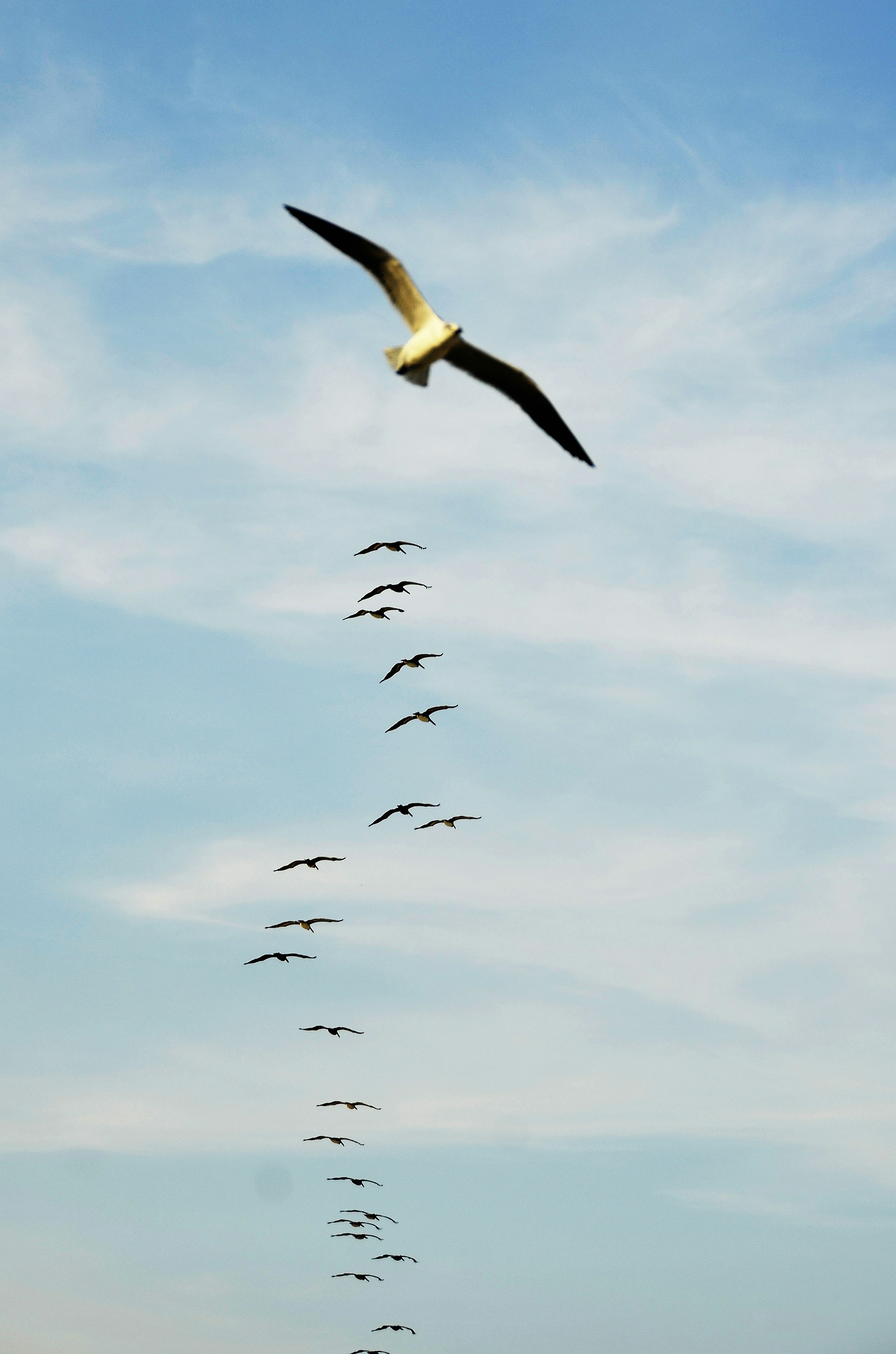 V-form Flight: A lone eagle leads a vertical procession of shorebirds across a pale blue sky
