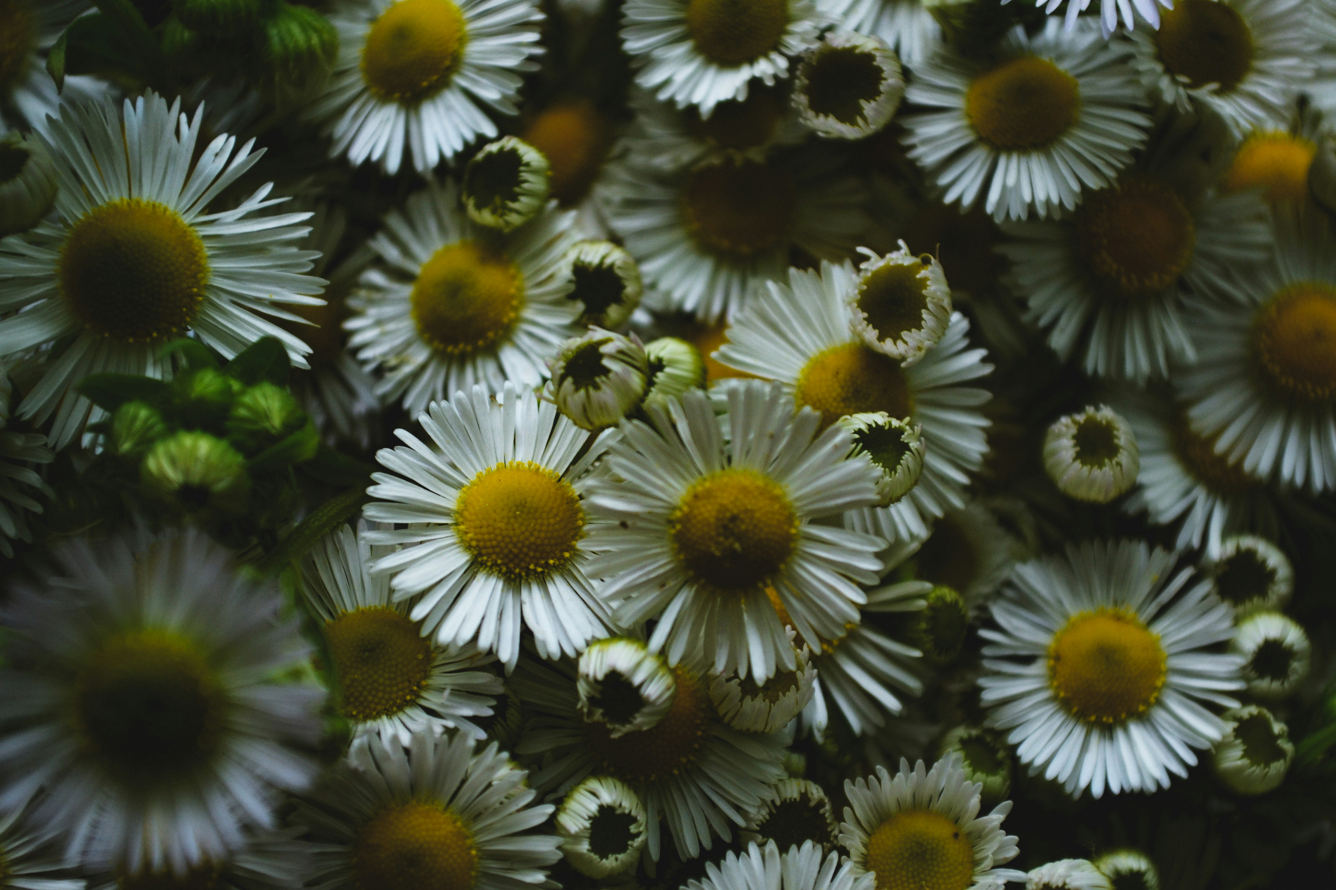 Field of Whispering Daisies