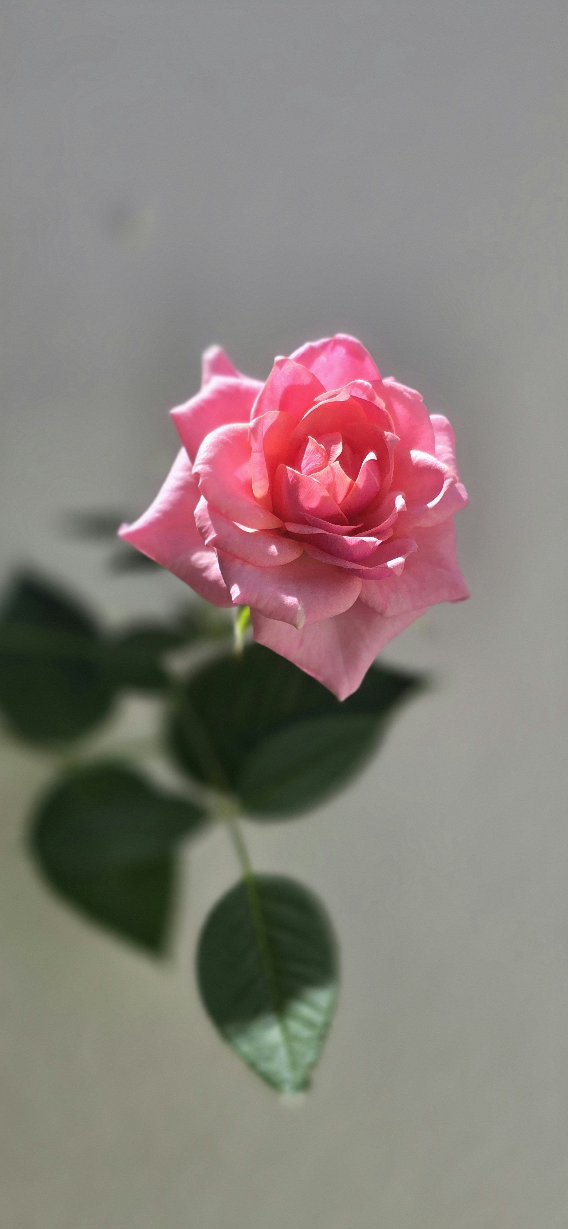 Pink Rose in Soft Focus: A Quiet Portrait of Spring
