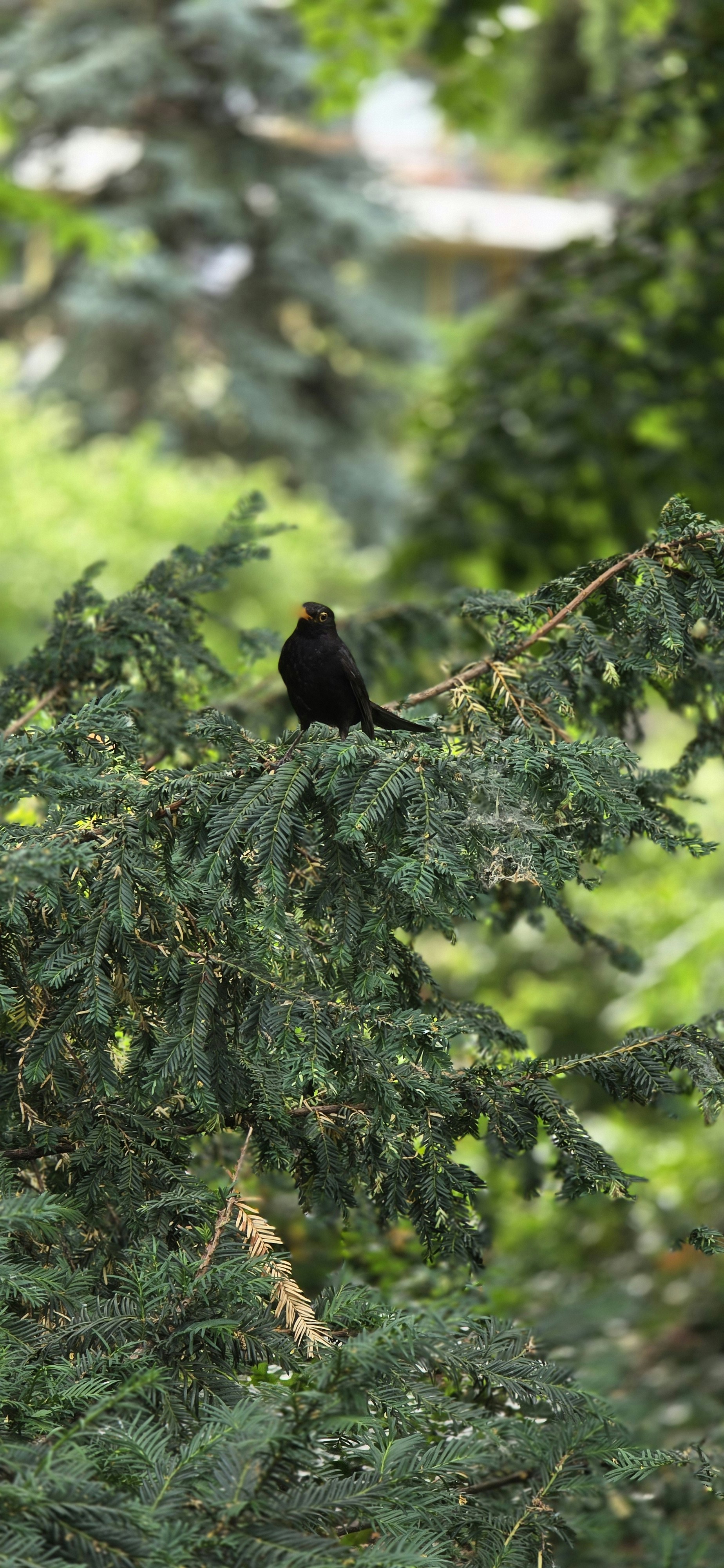 Black Bird on Green Pines: A Quiet Perch in the Garden