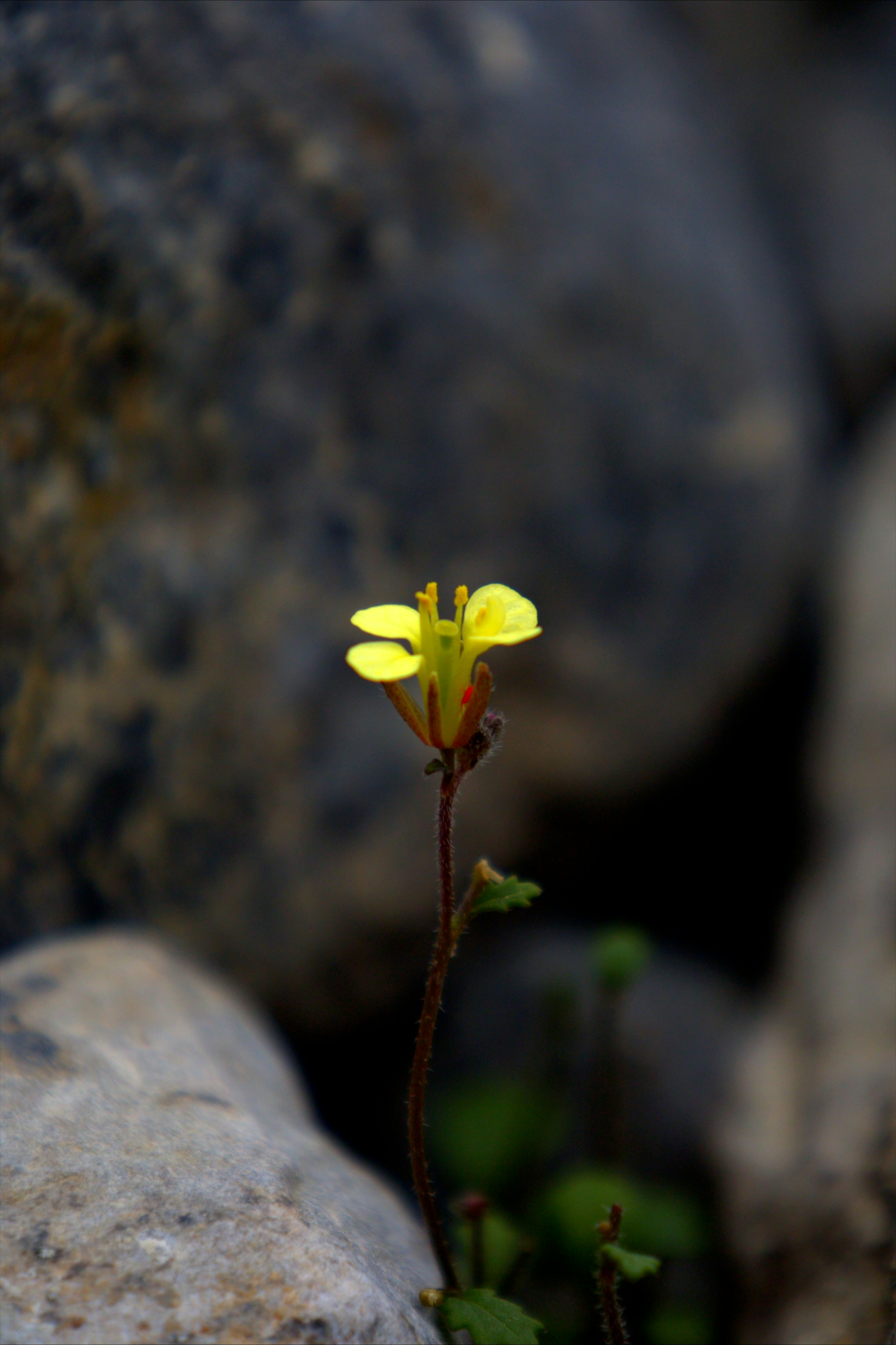 A lone yellow flower rises between smooth rocks, with a blurred dark backdrop. This close-up emphasizes the fragile plant clinging to life.