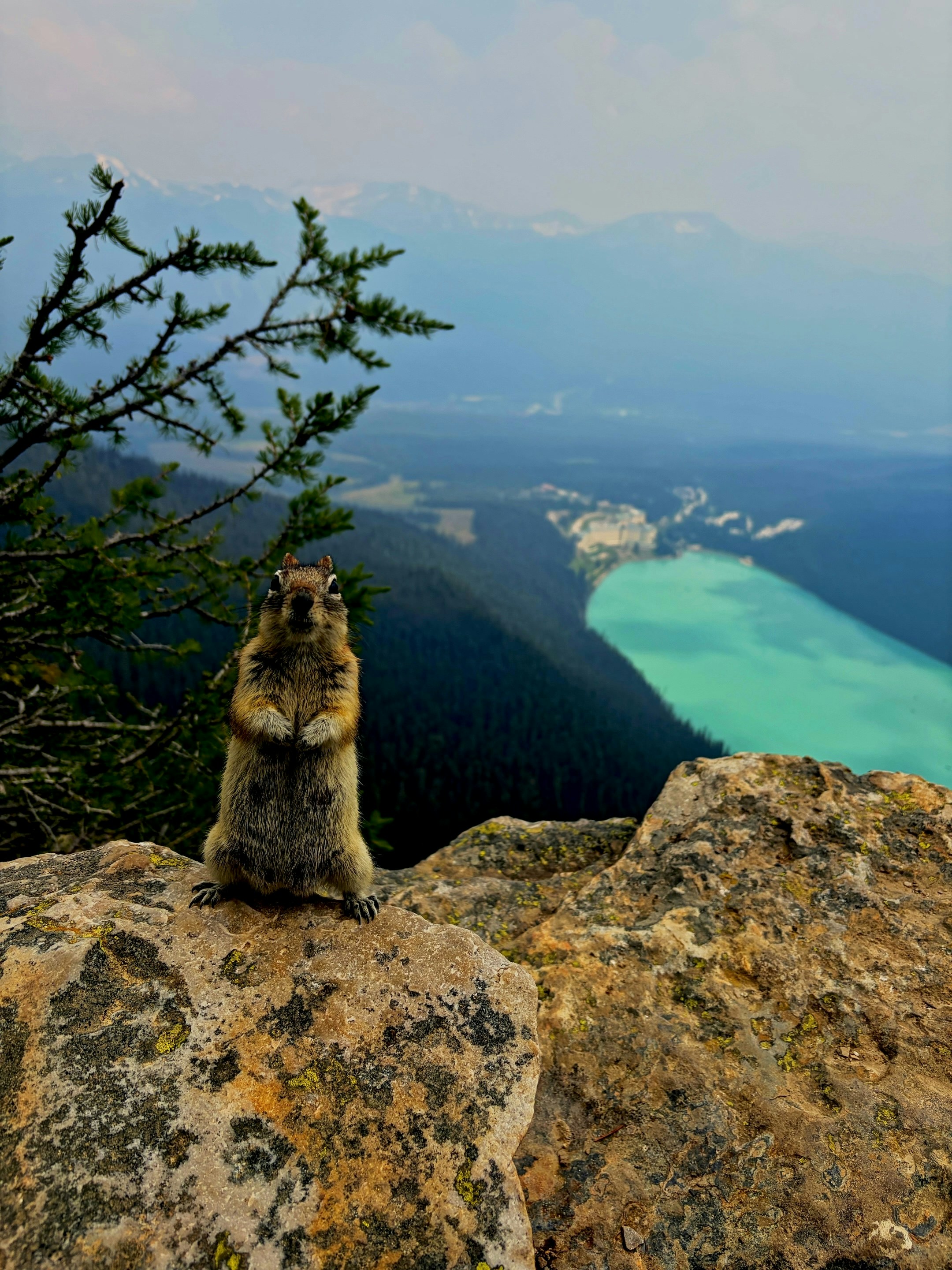 Ruddy squirrel stands upright on a rugged rock ledge with a distant turquoise lake and pine forest below, framed by a cliff edge; a natural wildlife moment on a high overlook.