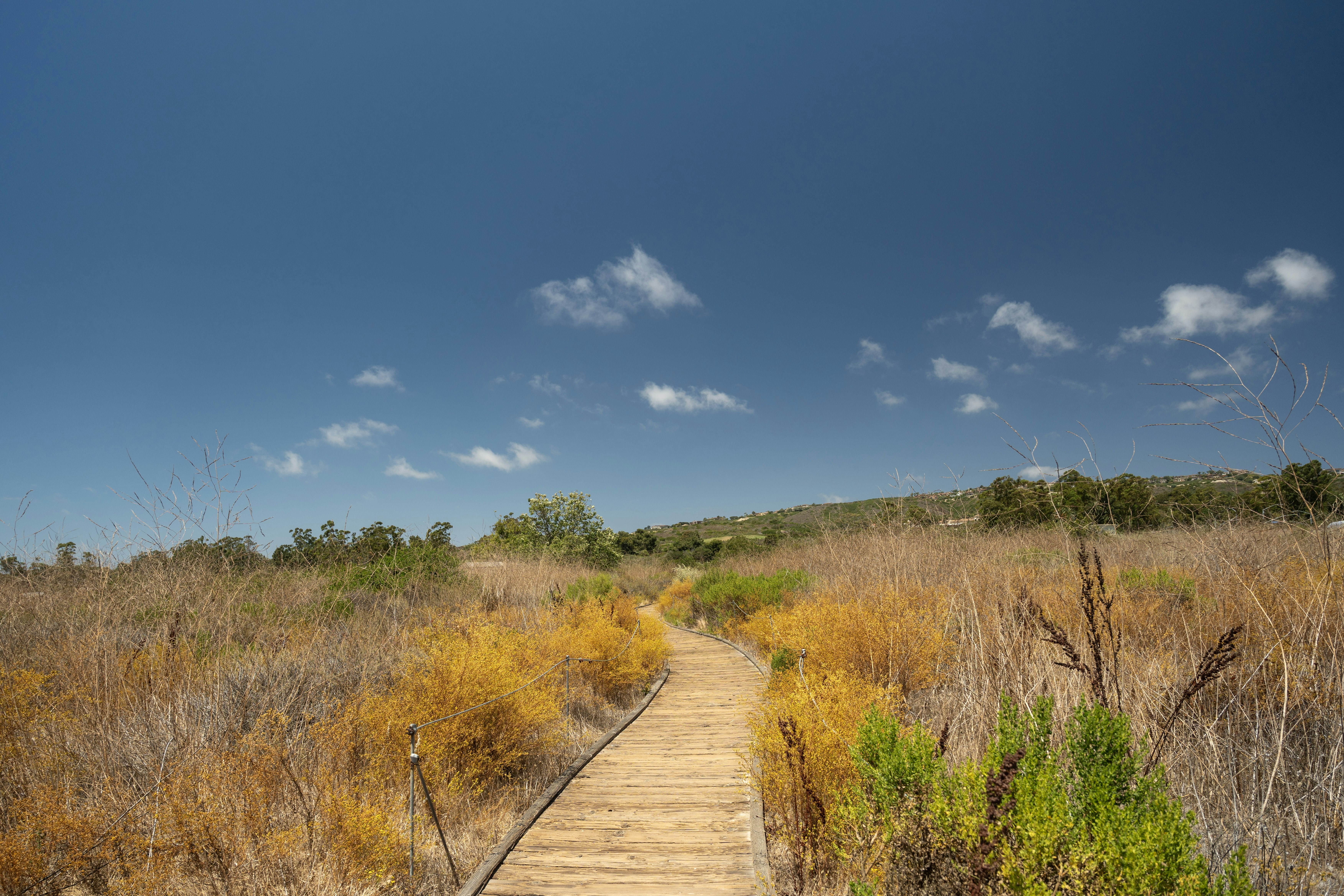 Boardwalk Through a Golden Harshscape