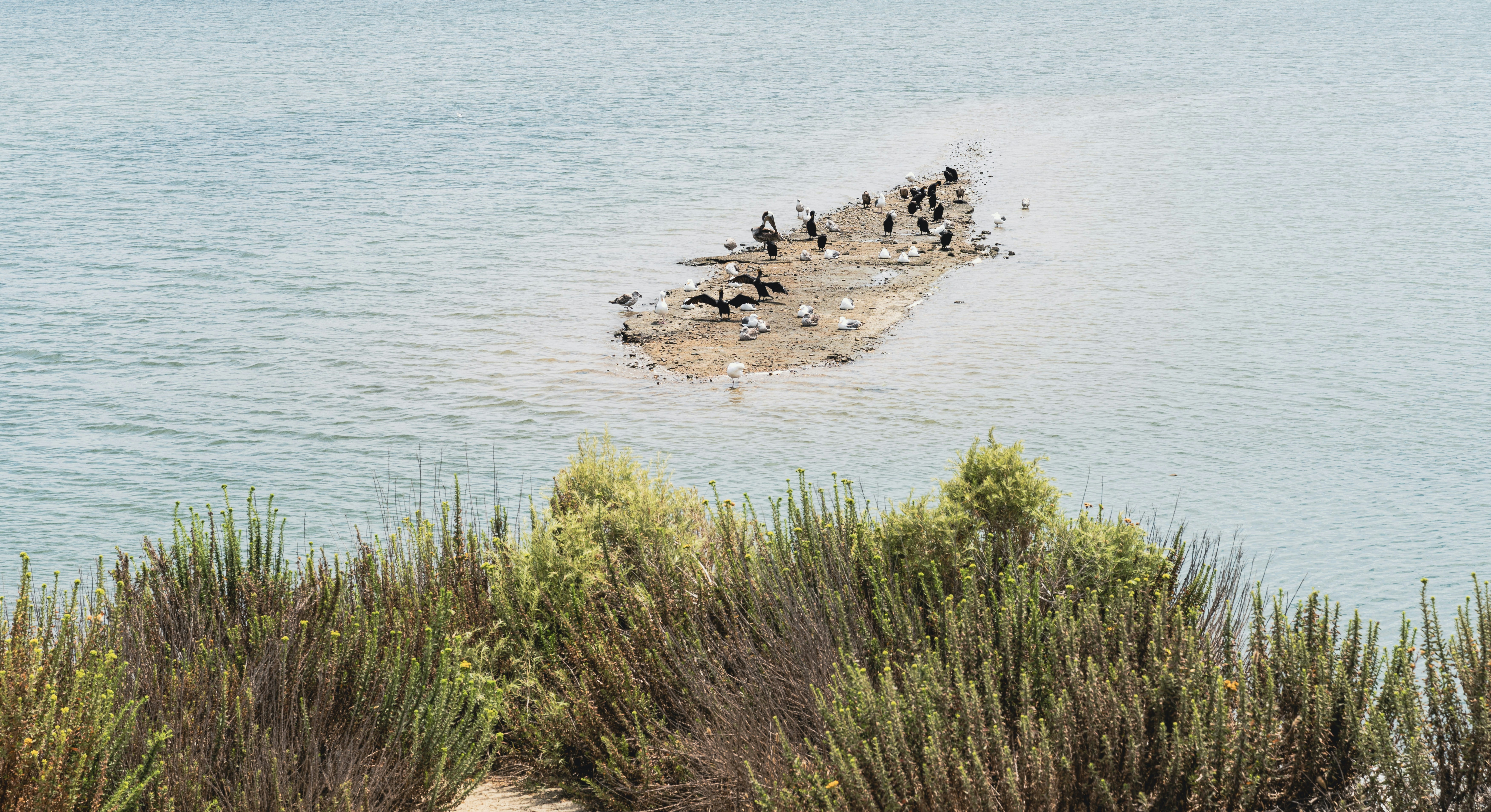 Birds on a Pebble Spur: Wildlife Resting Along a Coastal Outcrop