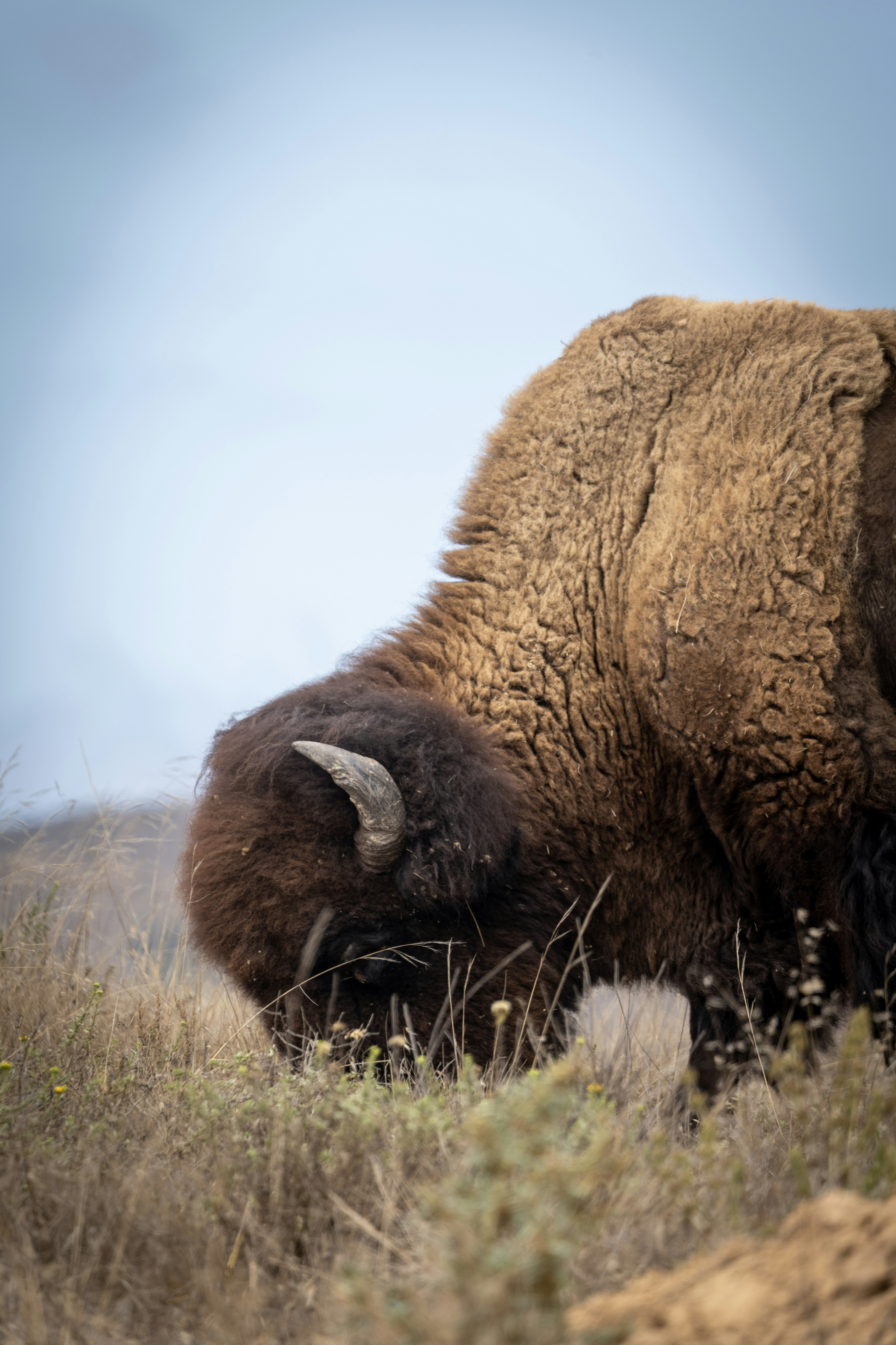 Massive bison head peeks from tall grasses, brown fur and curved horn visible against a pale blue sky.