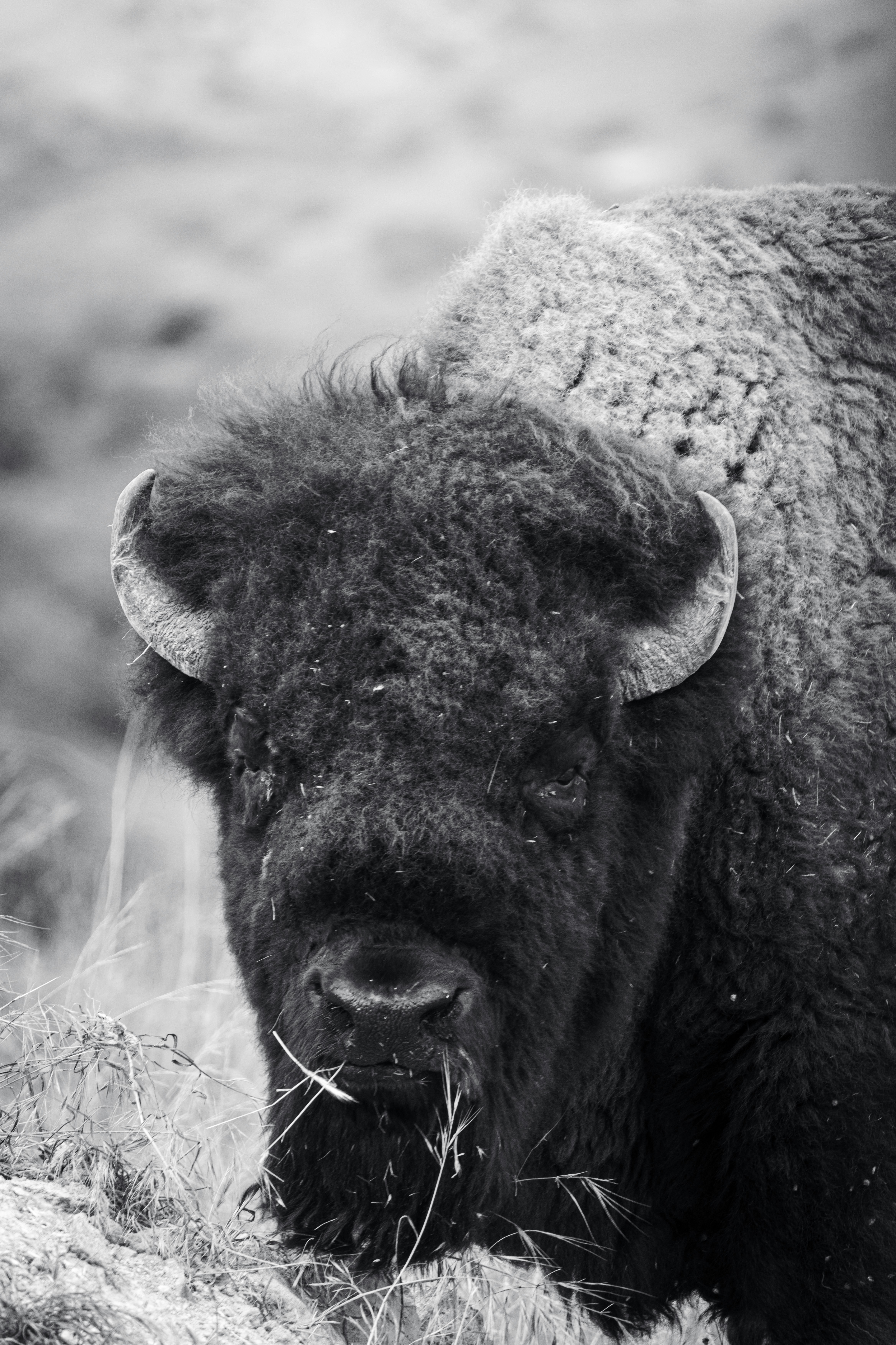 Frontier Sentinel: A Bison’s Quiet Gaze in Monochrome