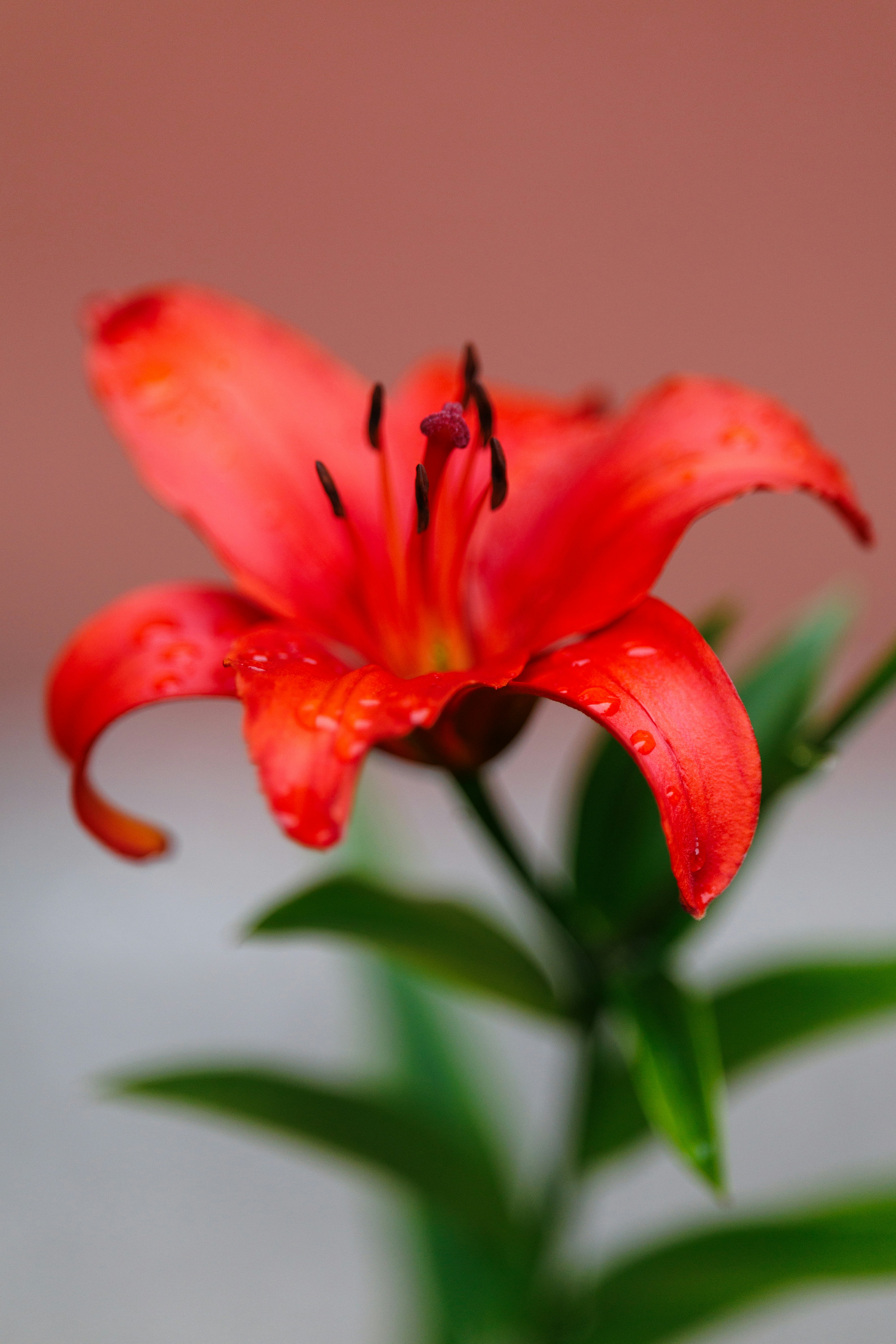 Red Lily in Soft Focus: A Striking Macro Moment