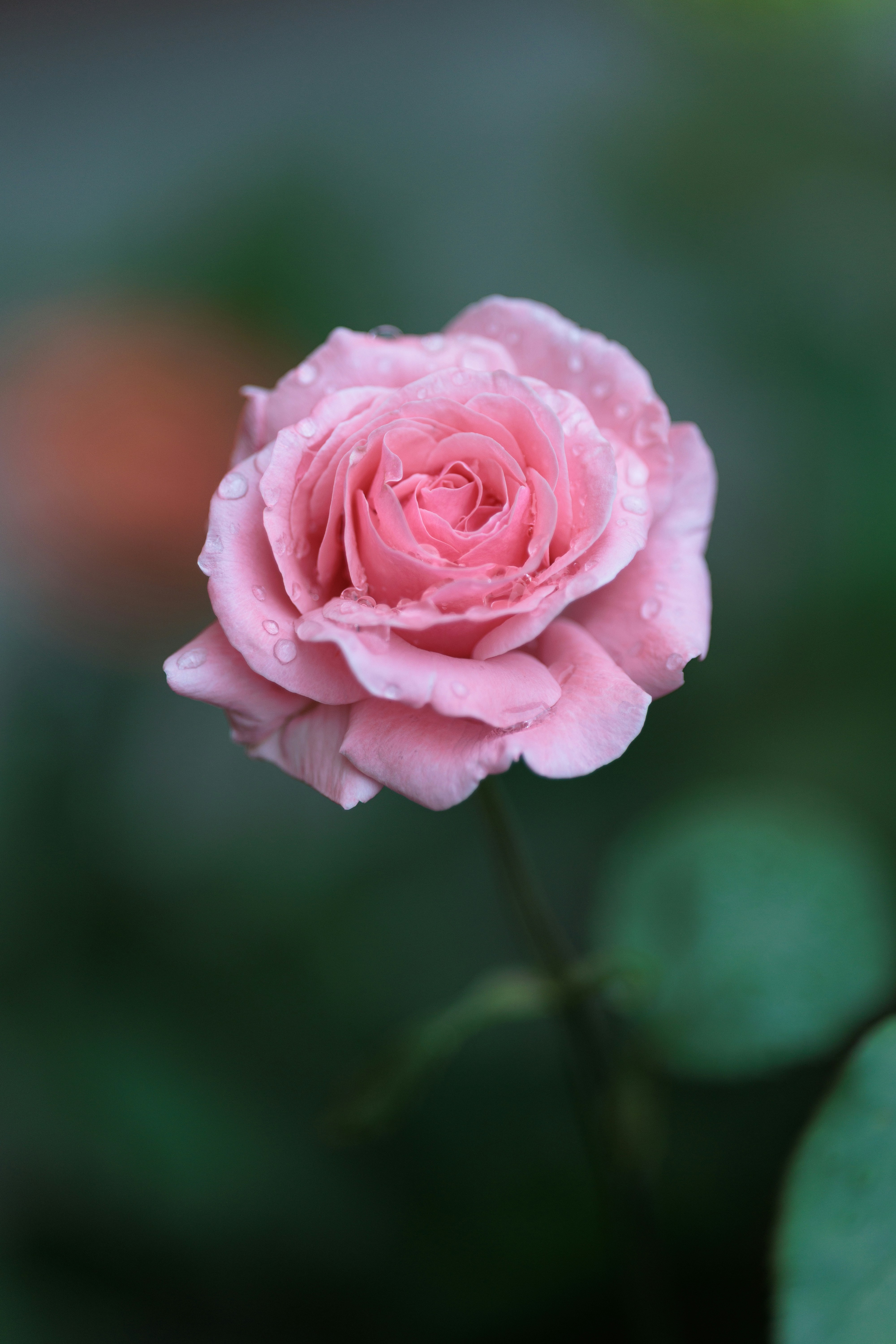 Purity in Petals: A Pink Rose in Focus