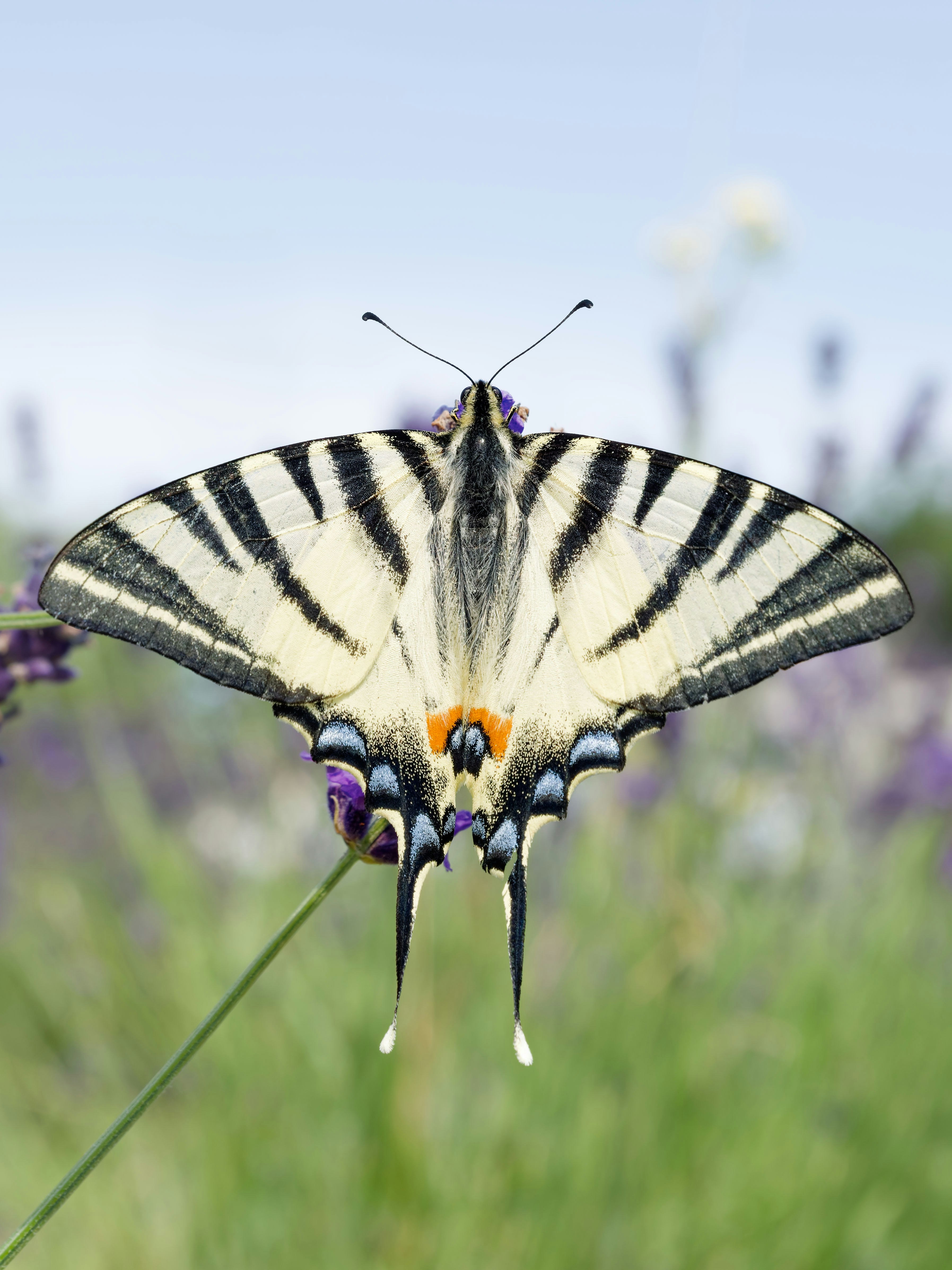 Striking Tiger Swallowtail with Outstretched Wings in Garden Field