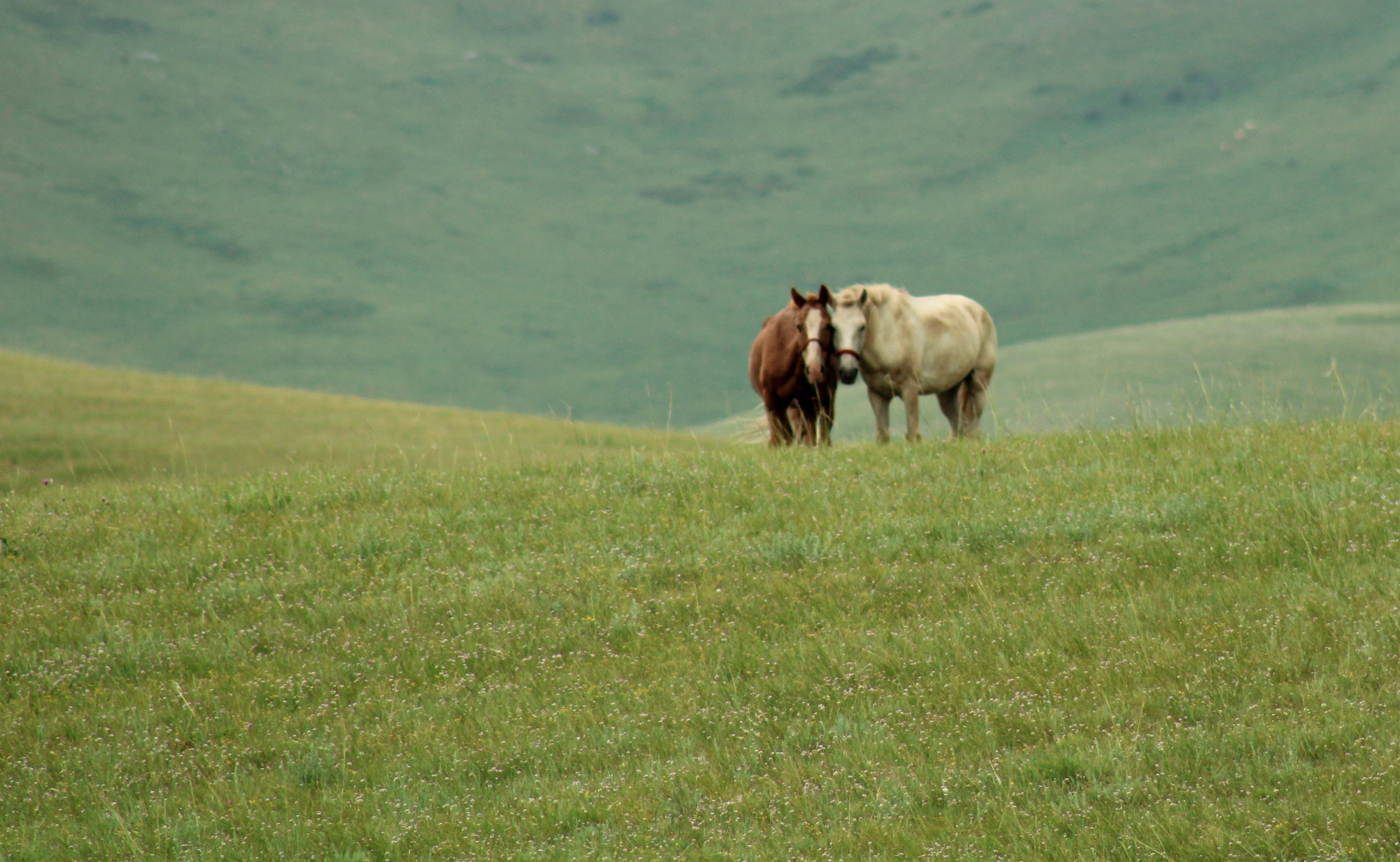 Two horses stand close together on a grassy hillside with rolling mountains in the background.