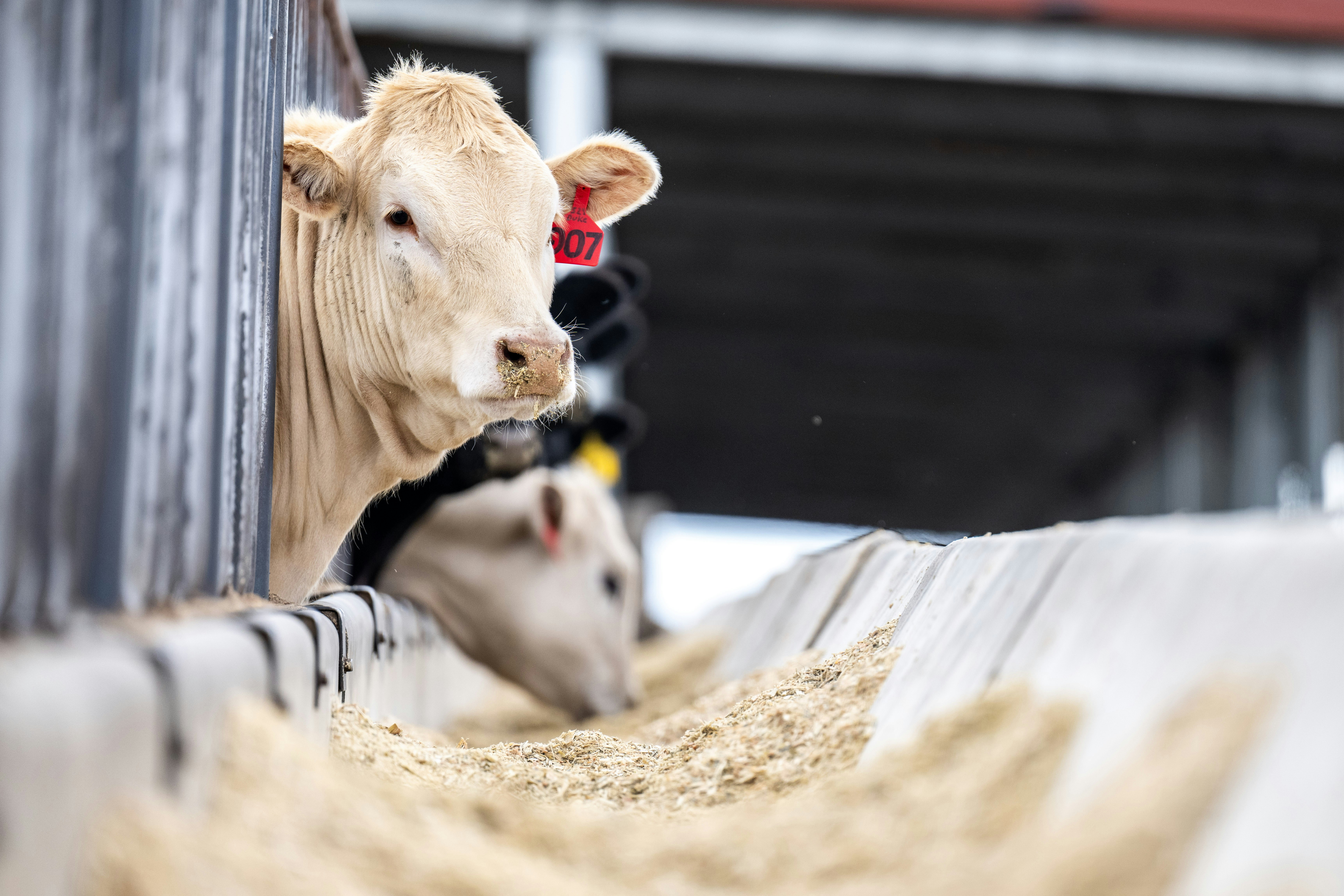 Curious Heifer at the Ledger Fence